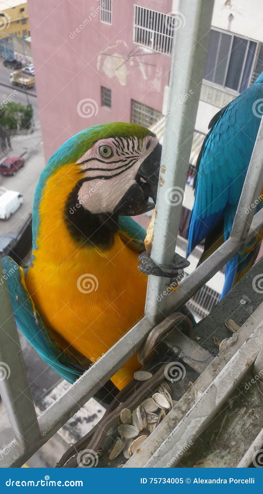 Parrow imagen de archivo. Imagen de amarillo, azul, venezolano - 75734005