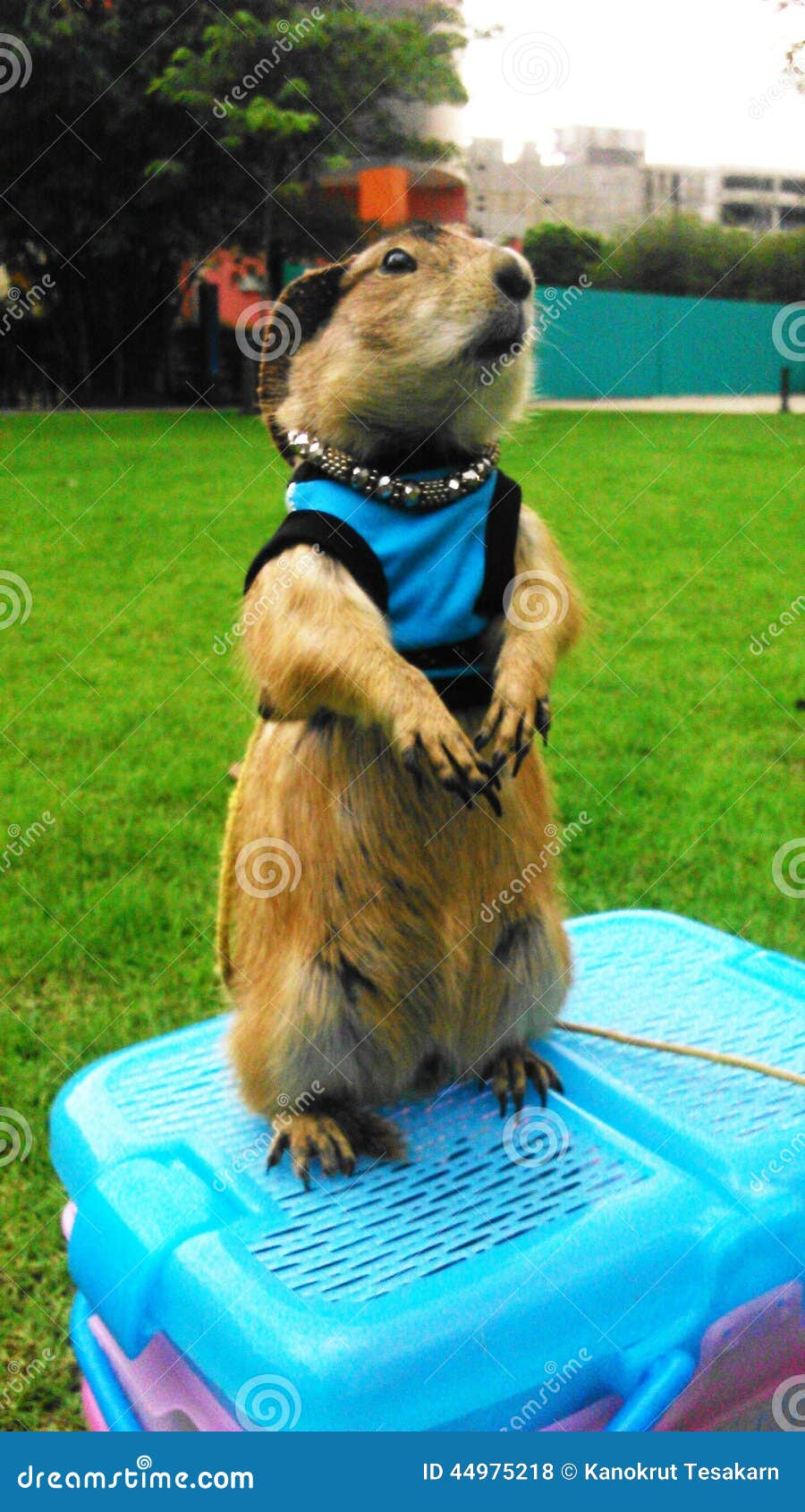 Parrydog stock photo. Image of friend, park, animal, lawn - 44975218