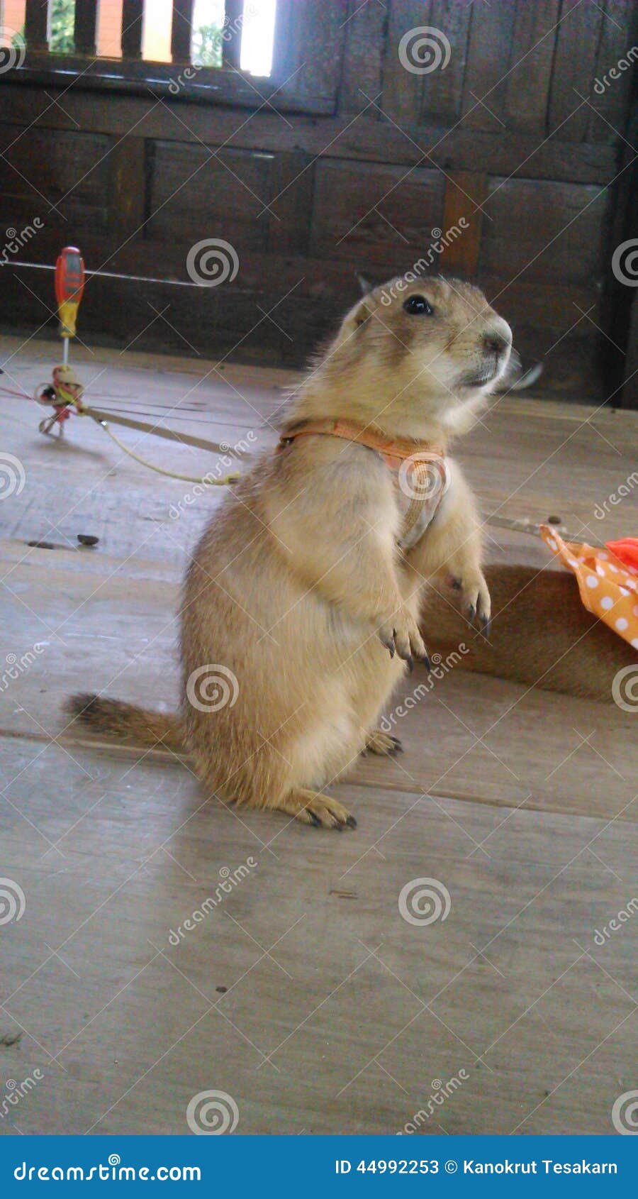 Parrydog stock image. Image of park, time, good, animal - 44992253