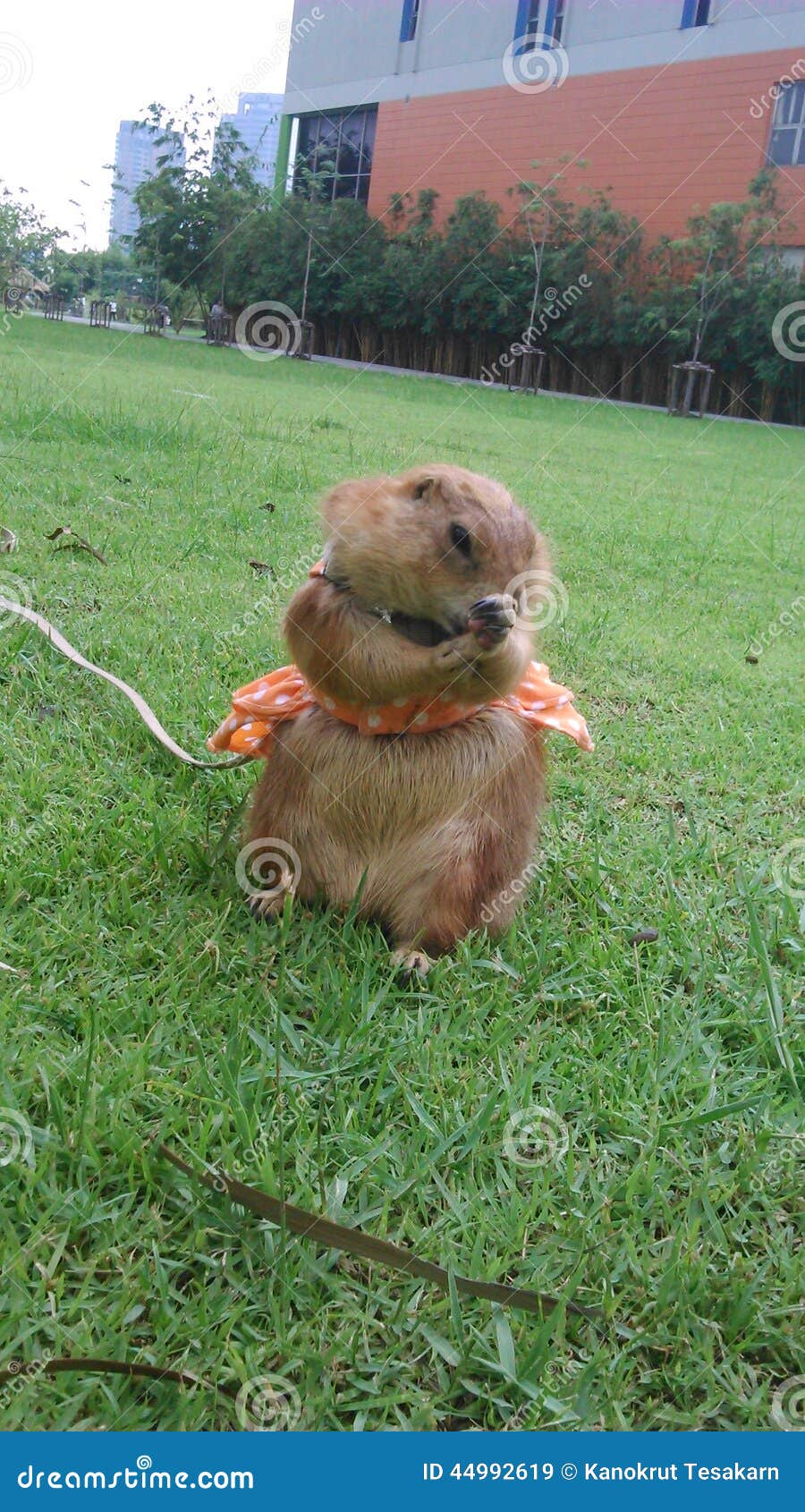 Parrydog stock image. Image of mammal, grass, friend - 44992619