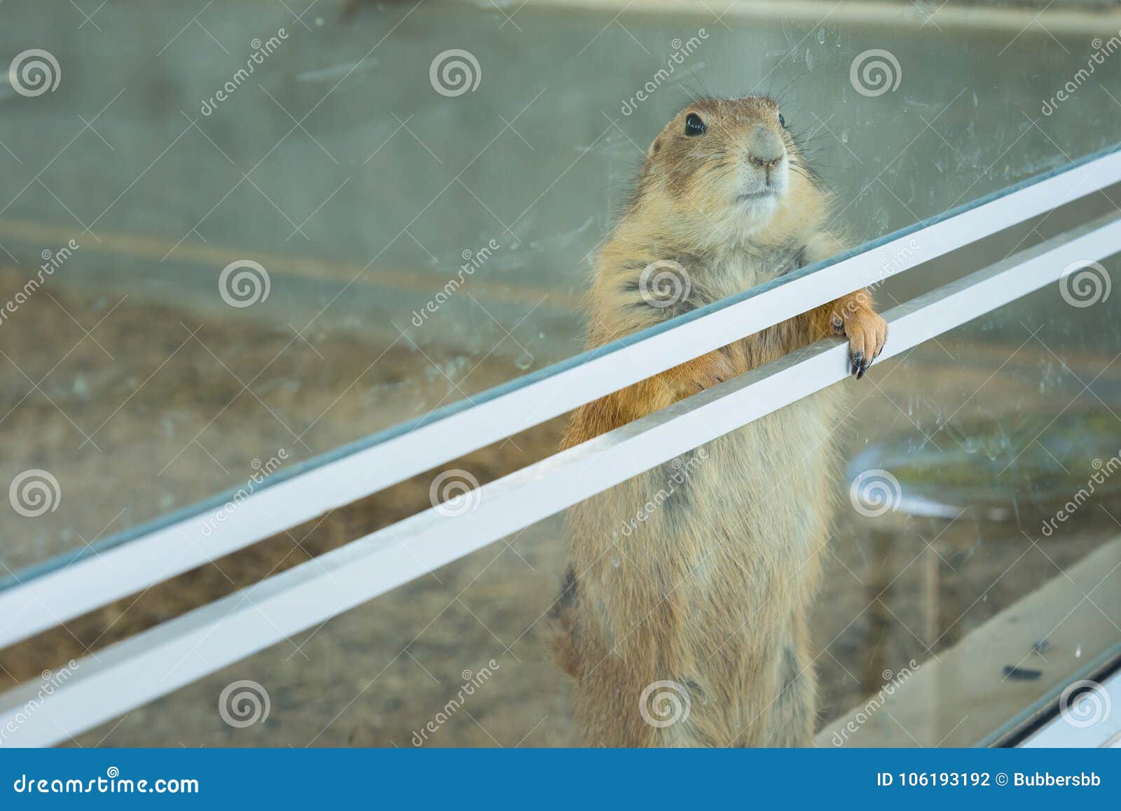 Parrydog in the Zoo.Thailand. Stock Photo - Image of white, looking ...