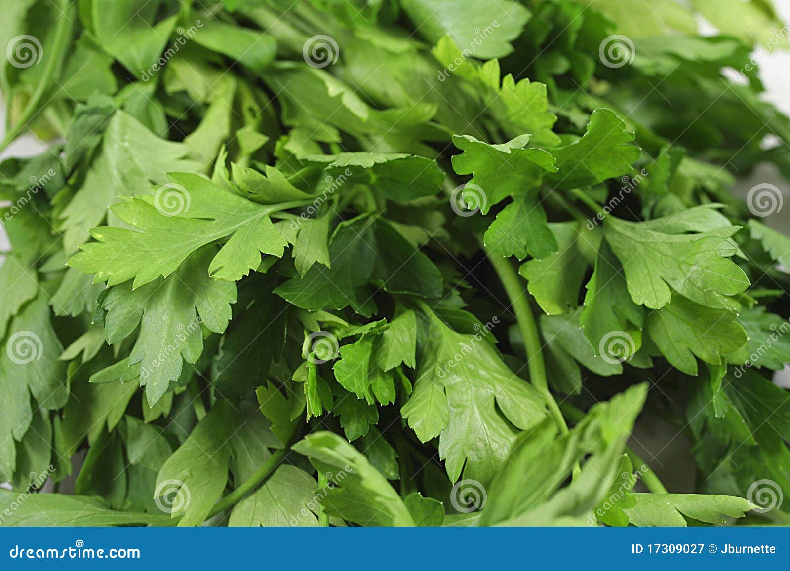 Parsely stock image. Image of nature, close, spice, fresh - 17309027