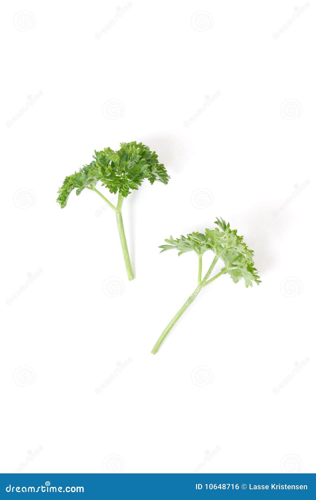 Parsley stock photo. Image of nature, object, ingredient - 10648716