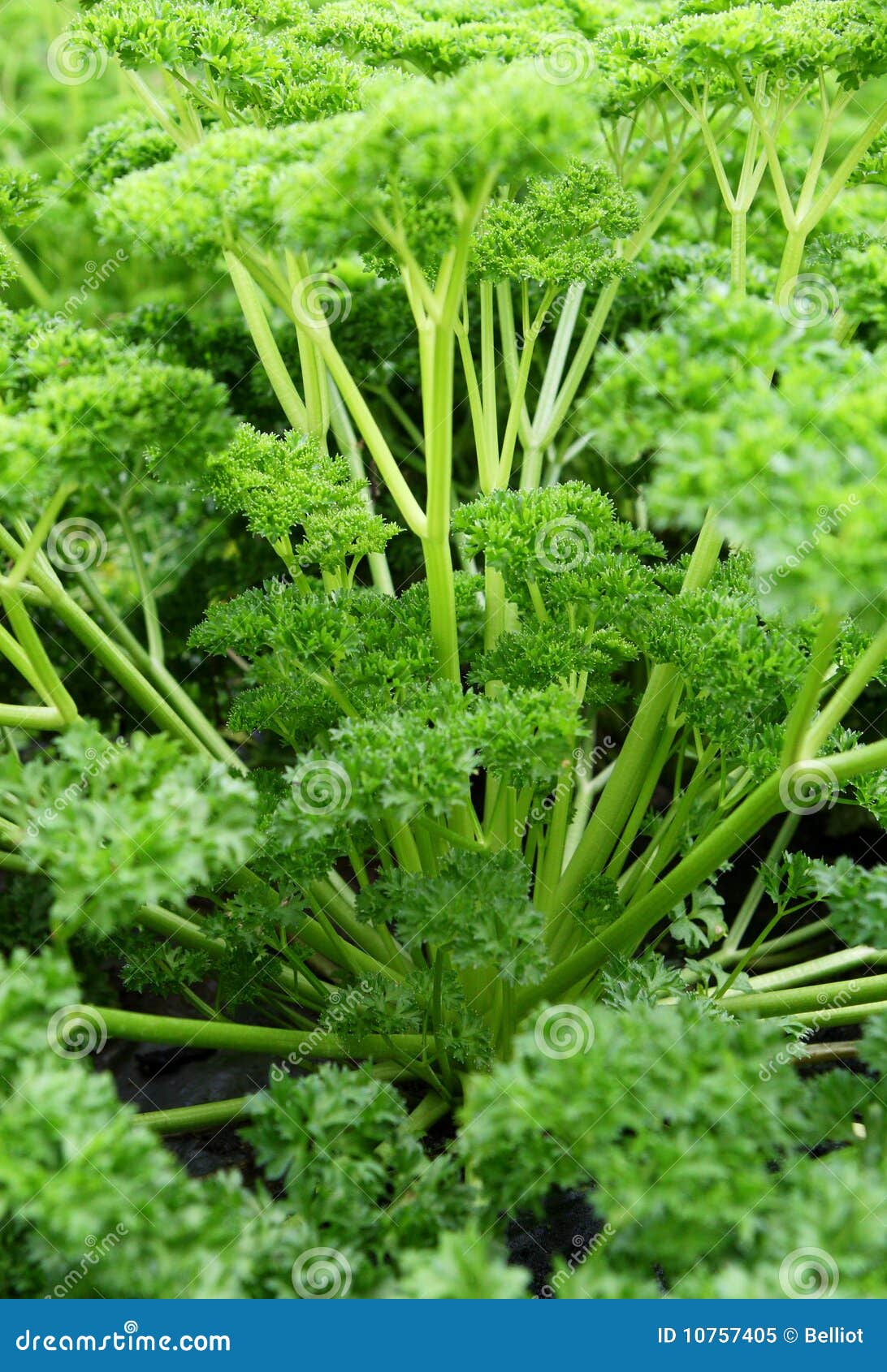 Parsley stock image. Image of fresh, alive, parsley, ingredients - 10757405