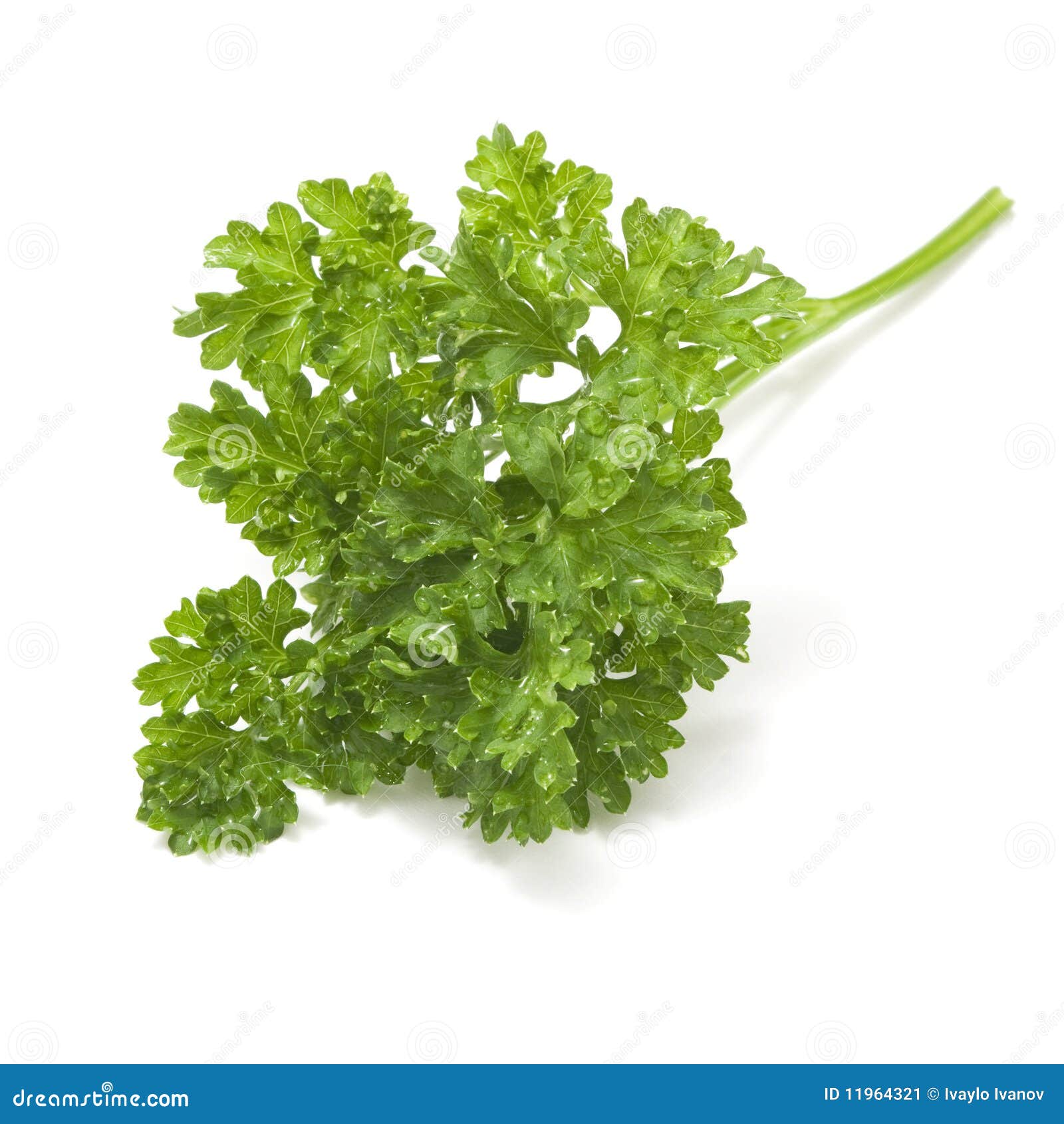 Parsley stock image. Image of spice, green, twig, stem - 11964321