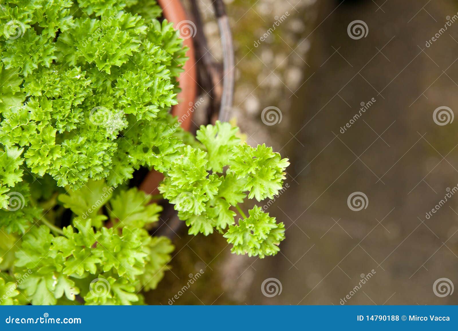 Fresh parsley stock photo. Image of healthy, health, parsley - 14790188