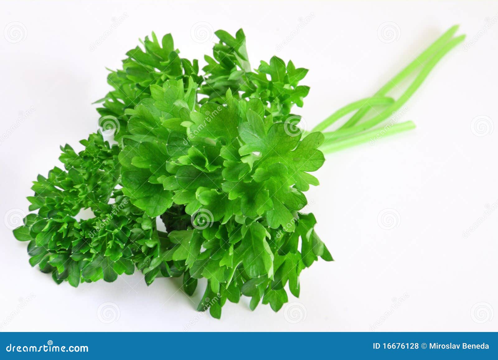 Parsley stock photo. Image of curly, culinary, aroma - 16676128