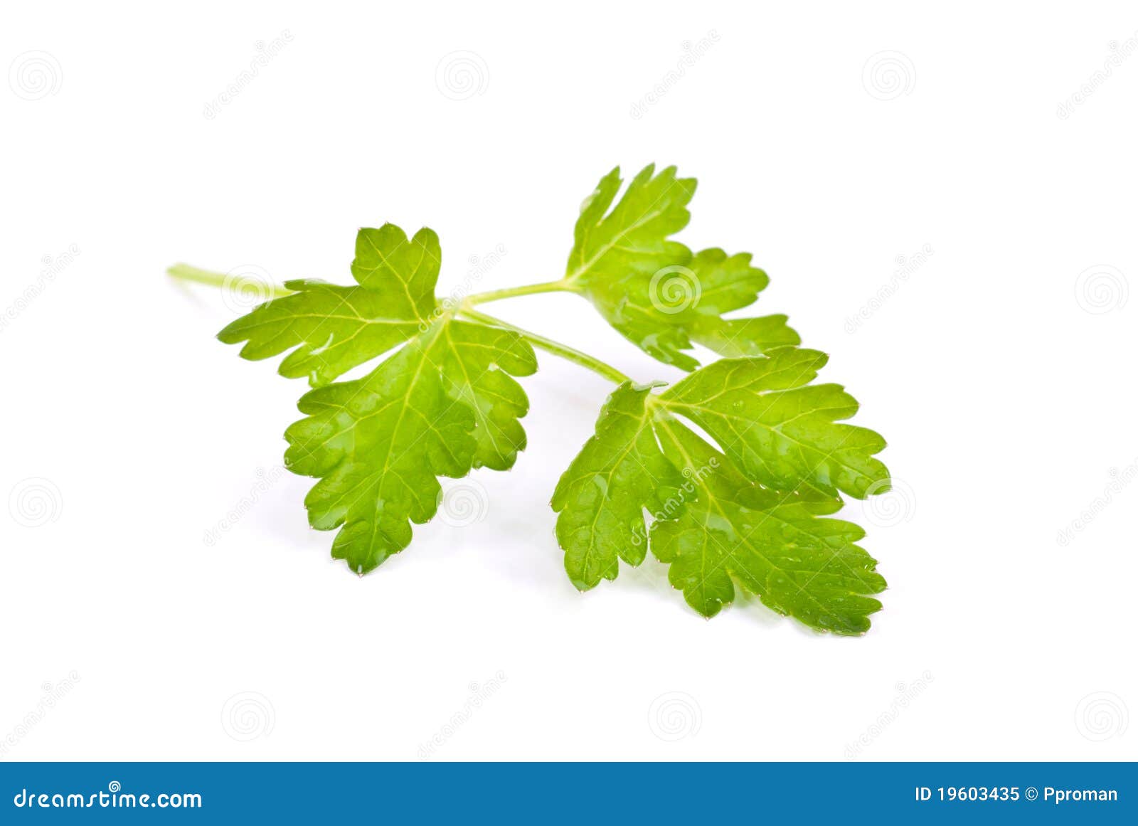 Parsley stock image. Image of seasoning, spice, vegetable - 19603435