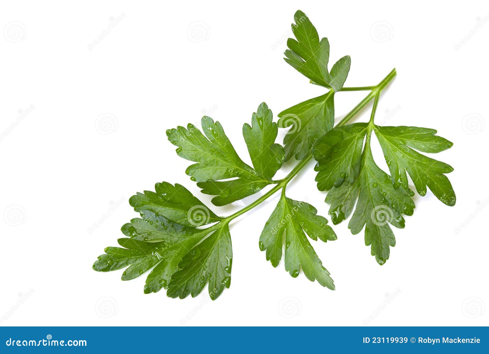 Parsley stock image. Image of vegetation, flora, organic - 23119939