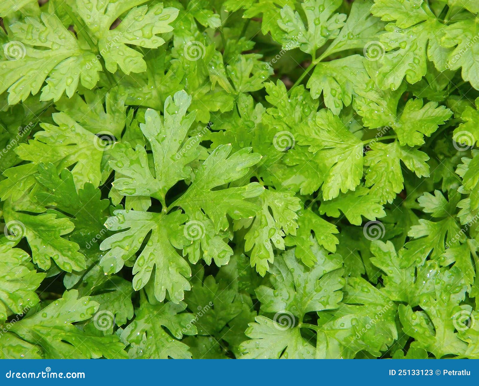 Parsley stock image. Image of brightly, healthy, botanical - 25133123