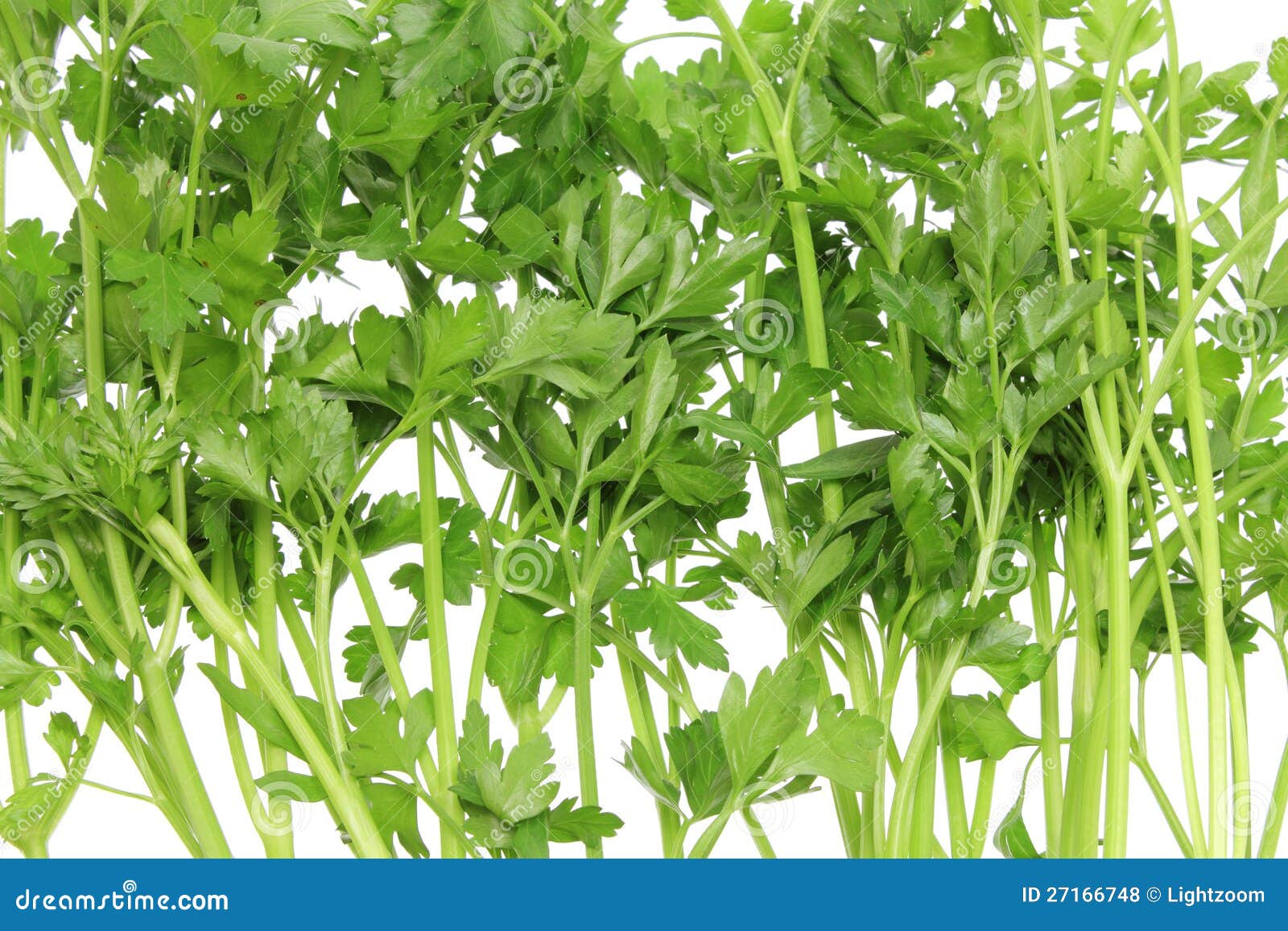 Parsley stock photo. Image of leaves, close, flavor, closeup - 27166748