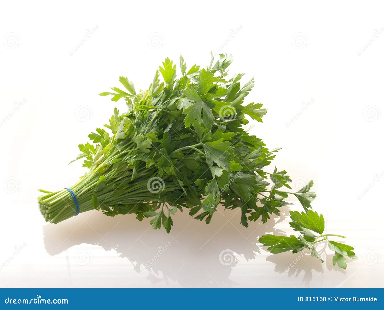 Parsley stock photo. Image of flat, fresh, bunch, bundle - 815160