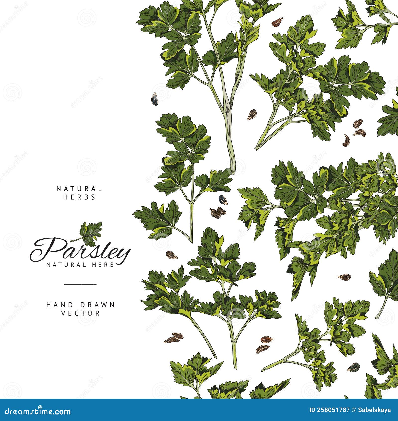 Parsley Aromatic Herb Seamless Vertical Border Sketch Vector ...
