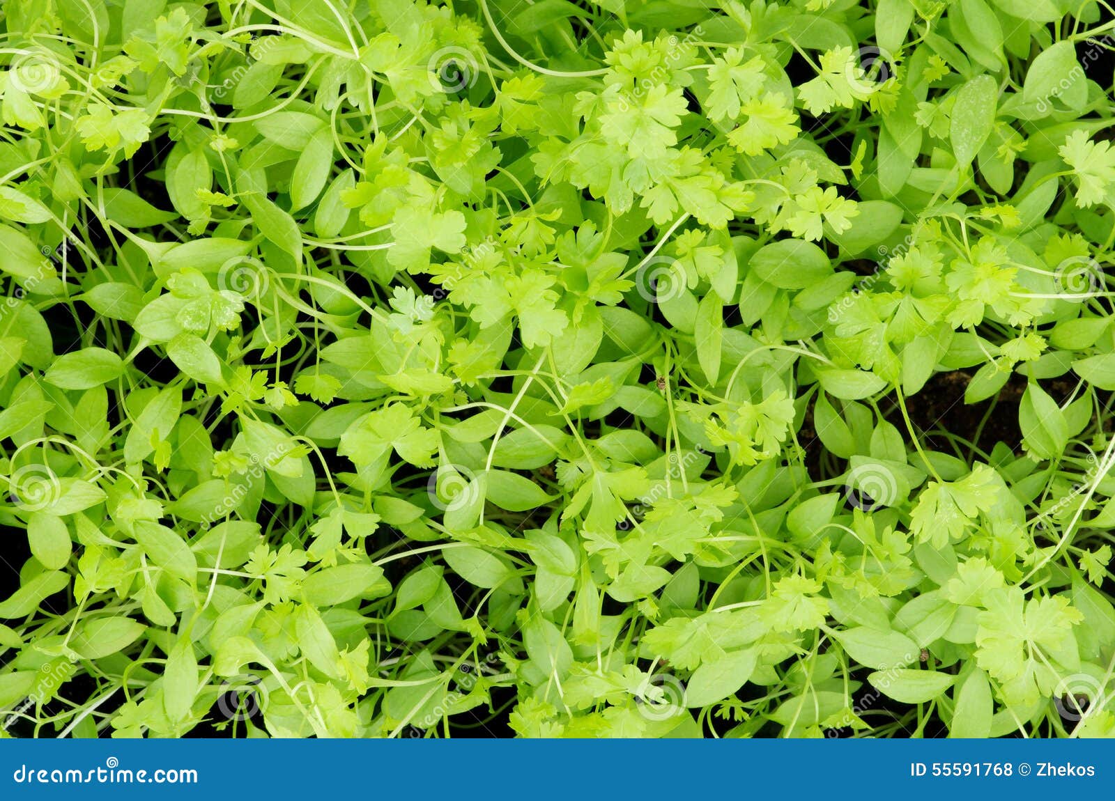 Parsley Background stock photo. Image of seasoning, organic - 55591768