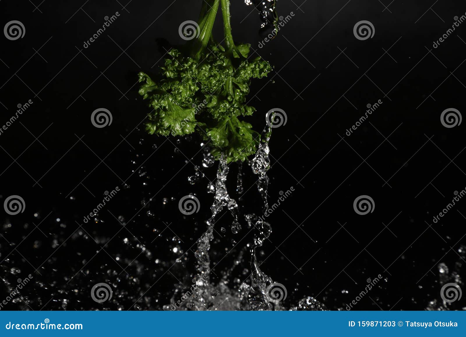 Parsley in a Black Background Stock Image - Image of herb, vegetarian ...
