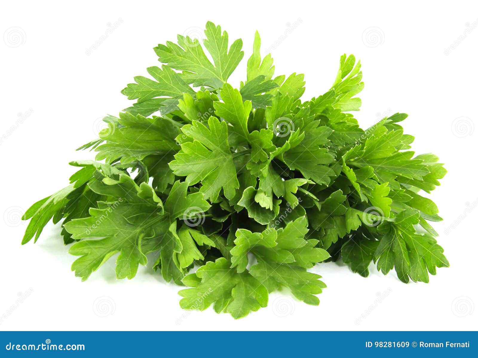 Parsley Bunch Isolated on White Background Stock Image - Image of fresh ...