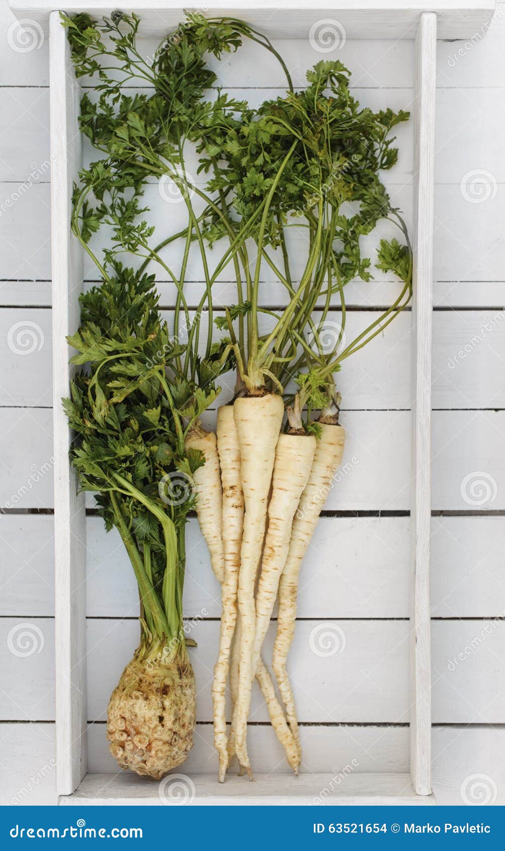 Parsley and celery stock photo. Image of green, vertical - 63521654