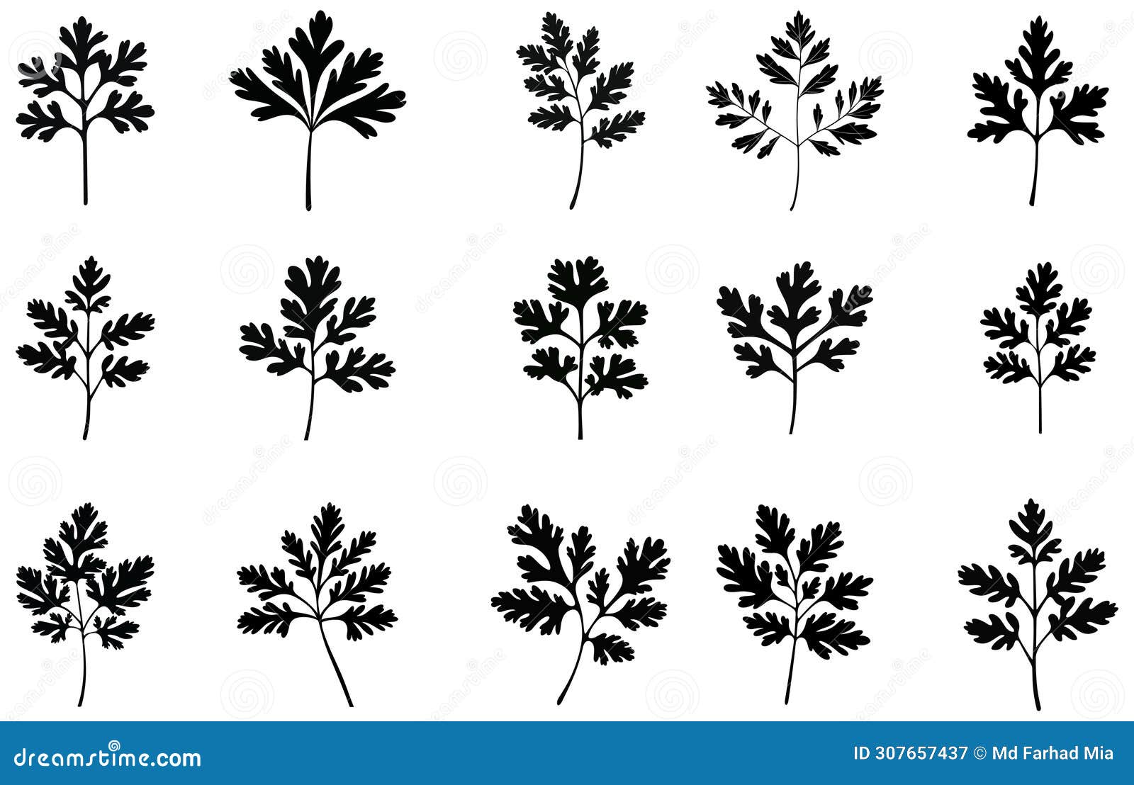 Parsley or Cilantro Leaves Silhouette. Elements for the Design of the ...