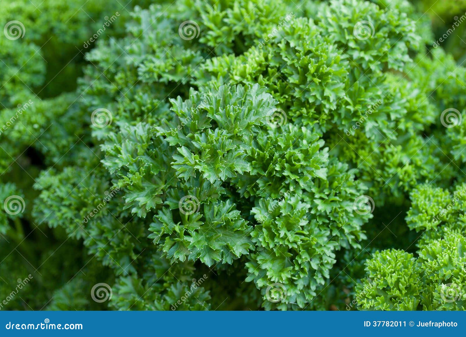 Parsley stock image. Image of ingredient, time, garden - 37782011