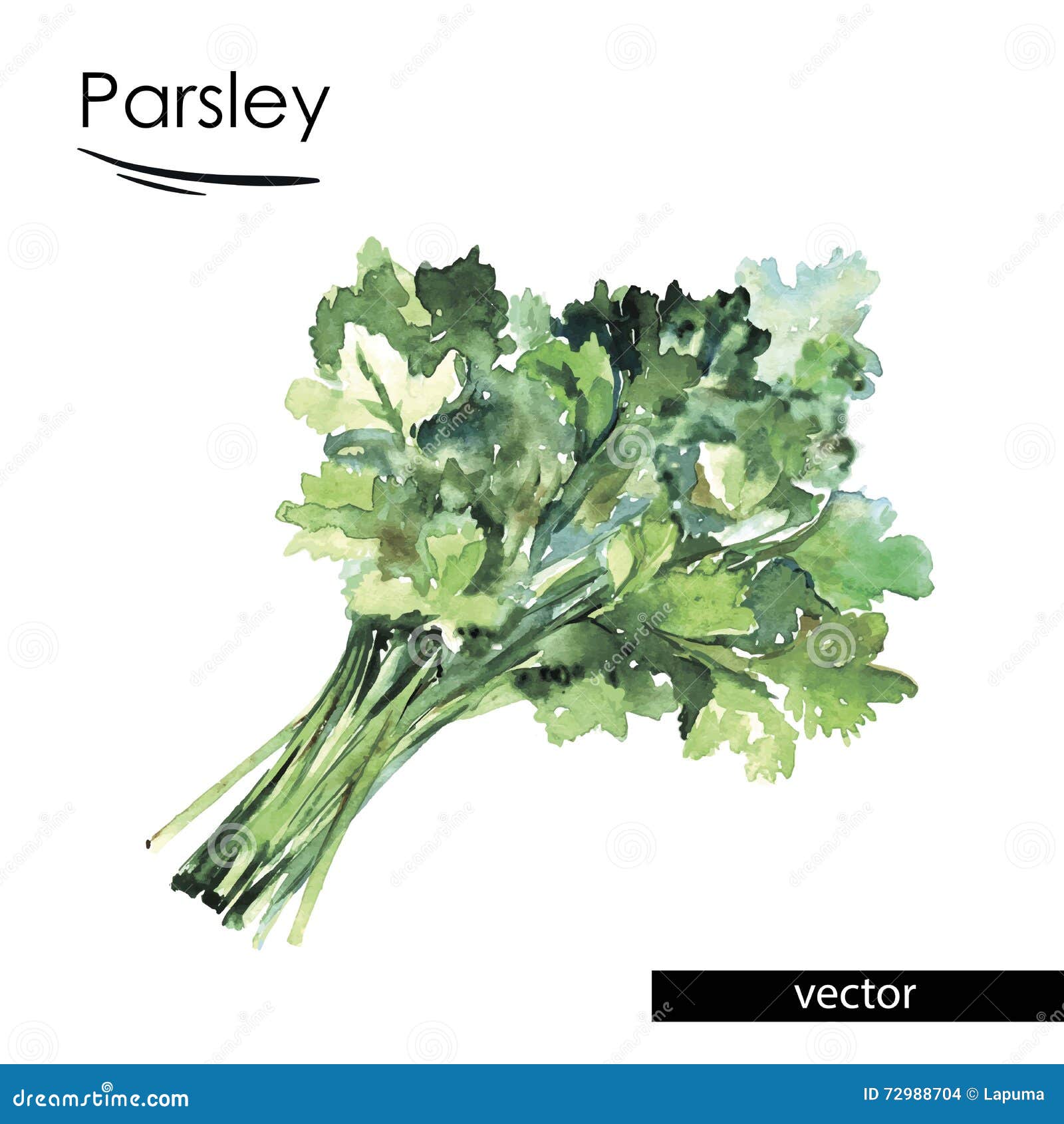 Parsley color illustration stock vector. Illustration of crop - 72988704