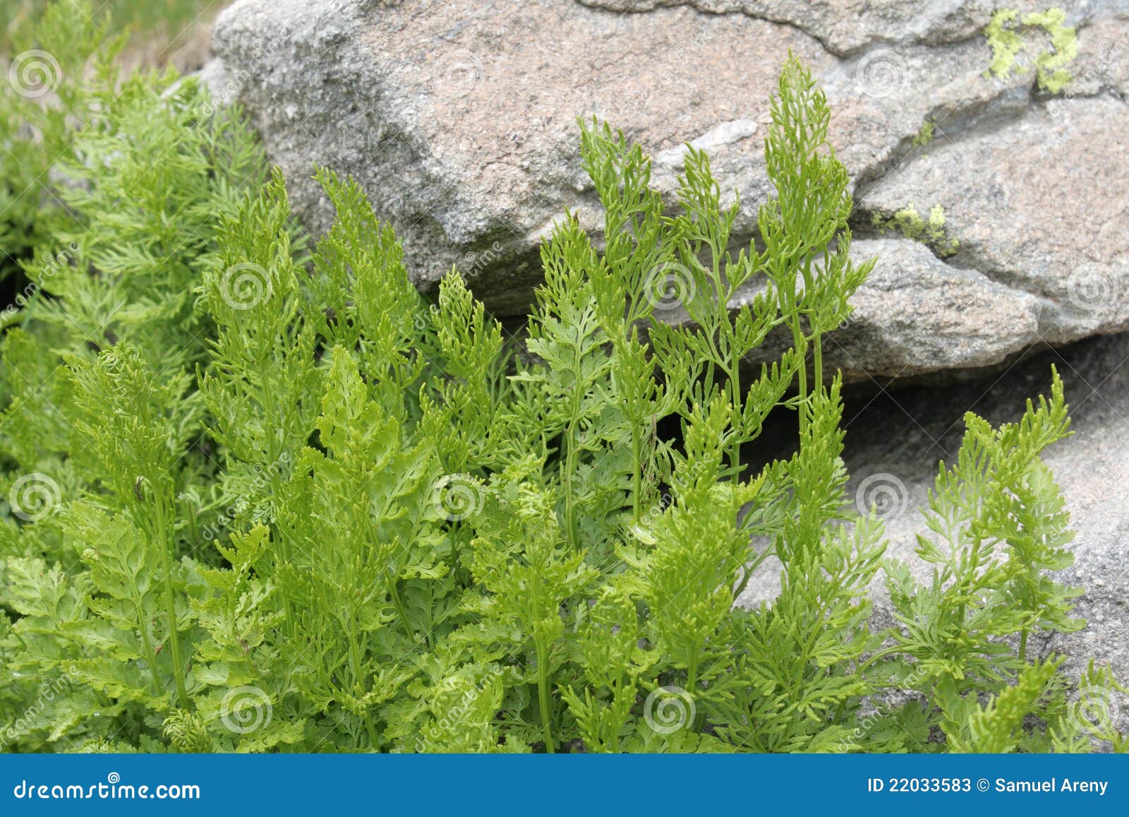 Parsley fern stock image. Image of plant, green, herbaceous - 22033583