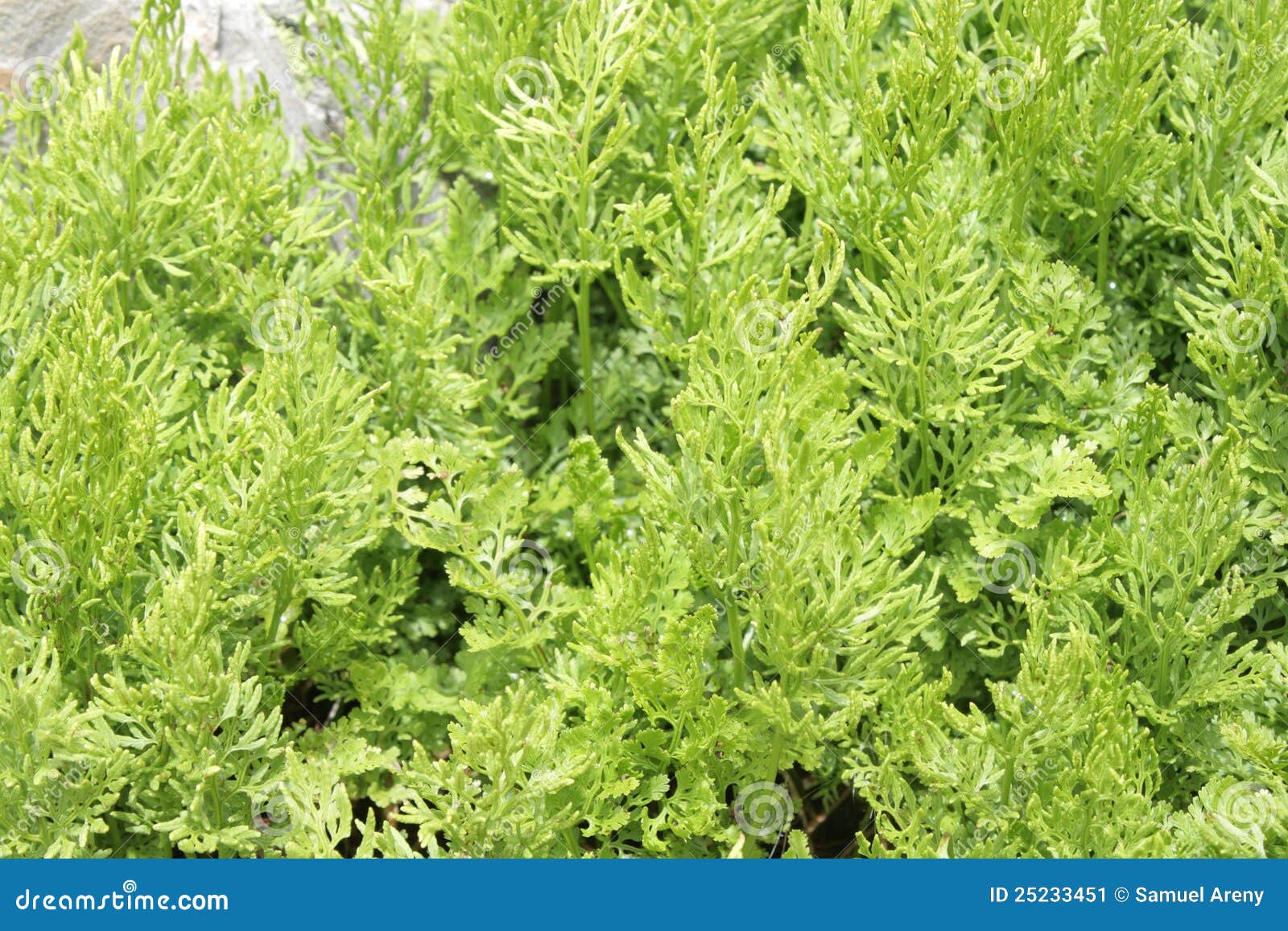 Parsley fern stock image. Image of nature, leaf, cryptogramma - 25233451