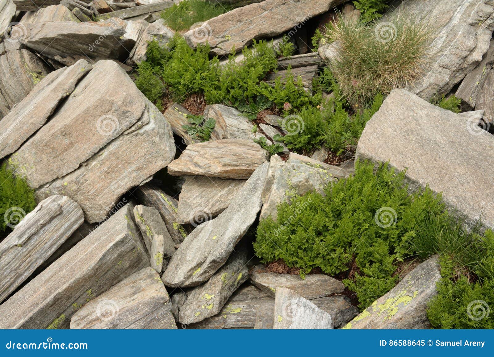 Parsley fern stock image. Image of fern, vegetal, leaf - 86588645