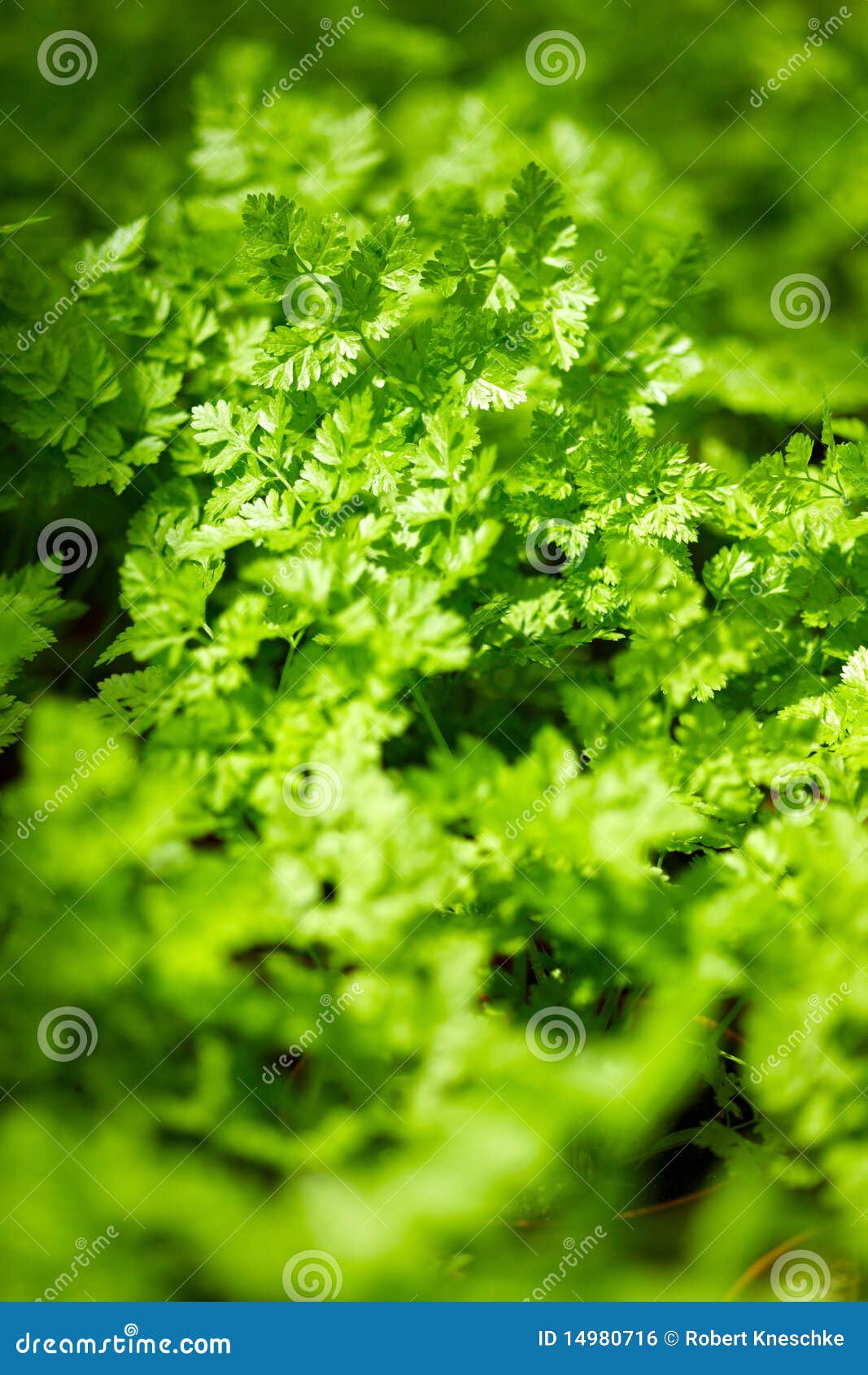 Parsley field stock photo. Image of crispum, cultivation - 14980716