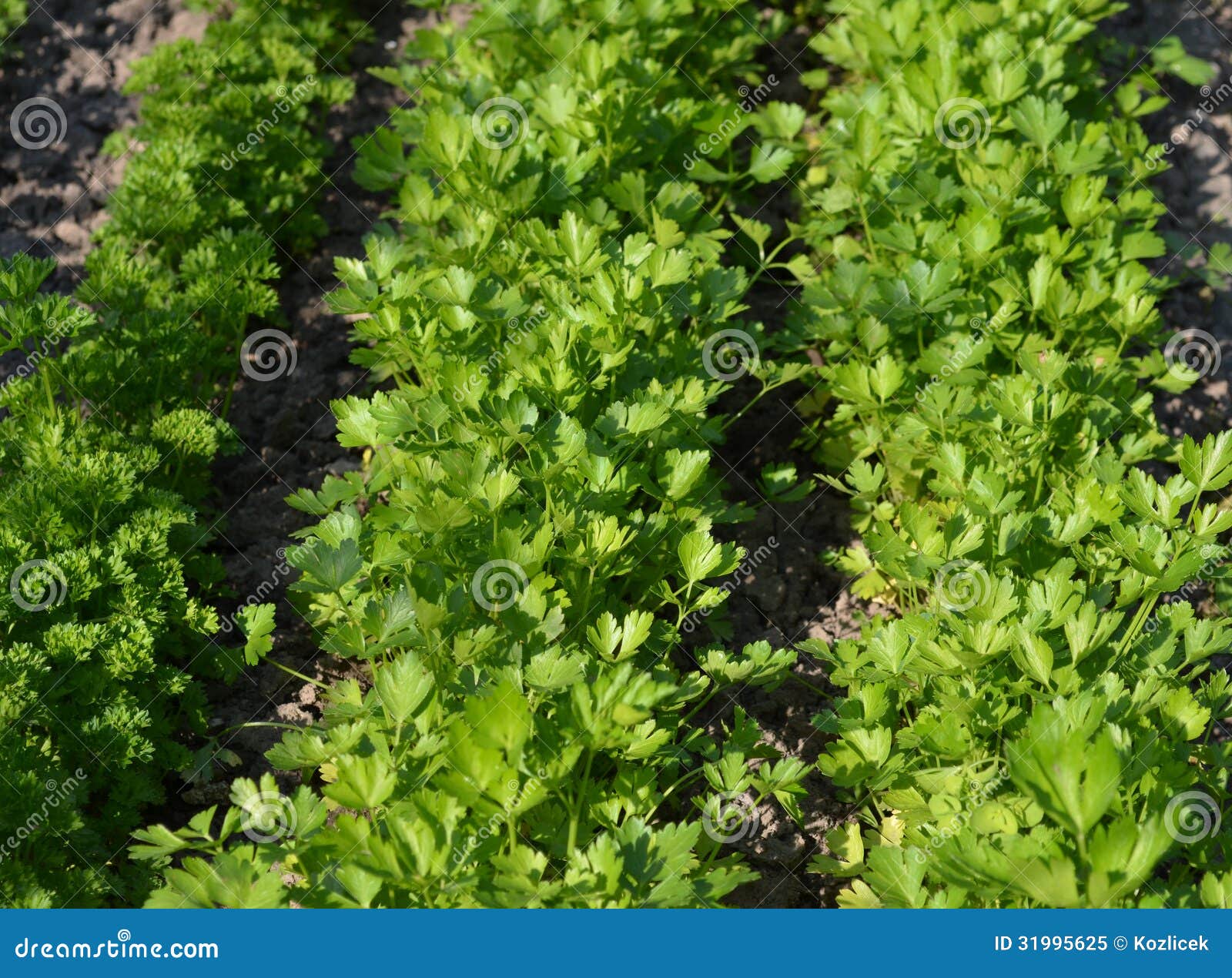 Parsley field stock image. Image of nature, plant, eating - 31995625