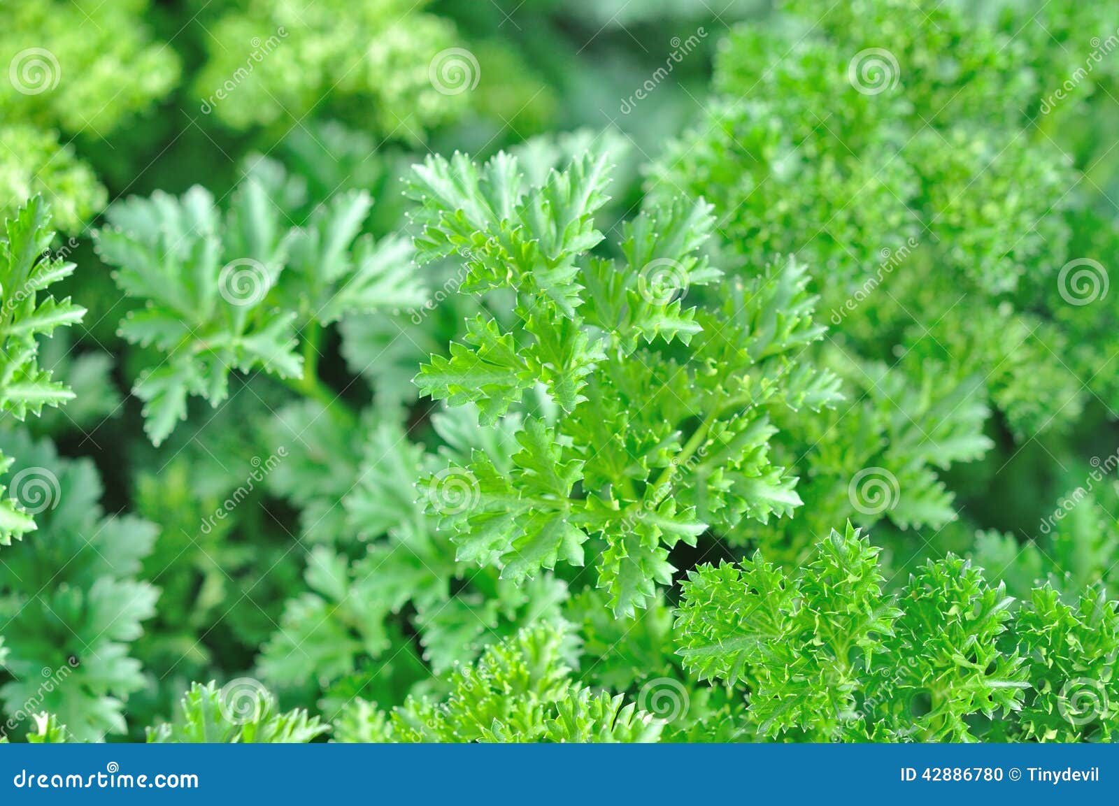 Parsley stock photo. Image of meat, medical, eating, closeup - 42886780