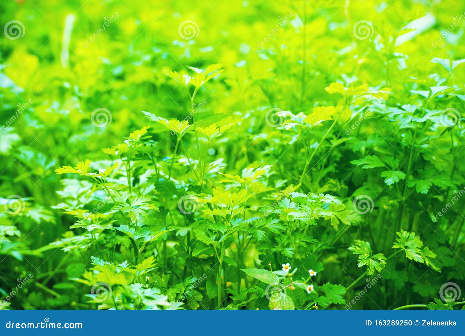 Parsley in the garden stock photo. Image of garden, natural - 163289250