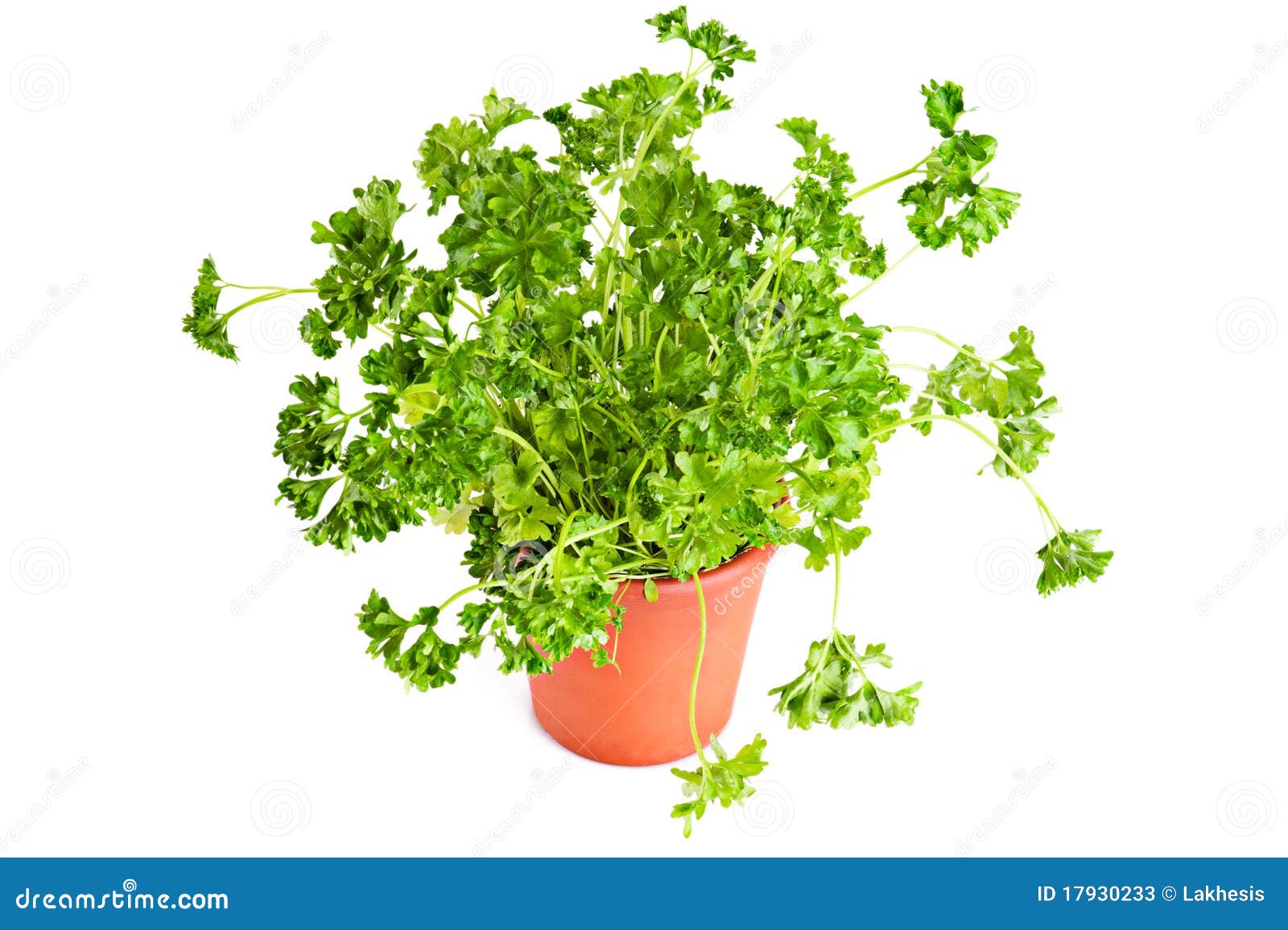 Parsley growing in pot stock image. Image of growing - 17930233