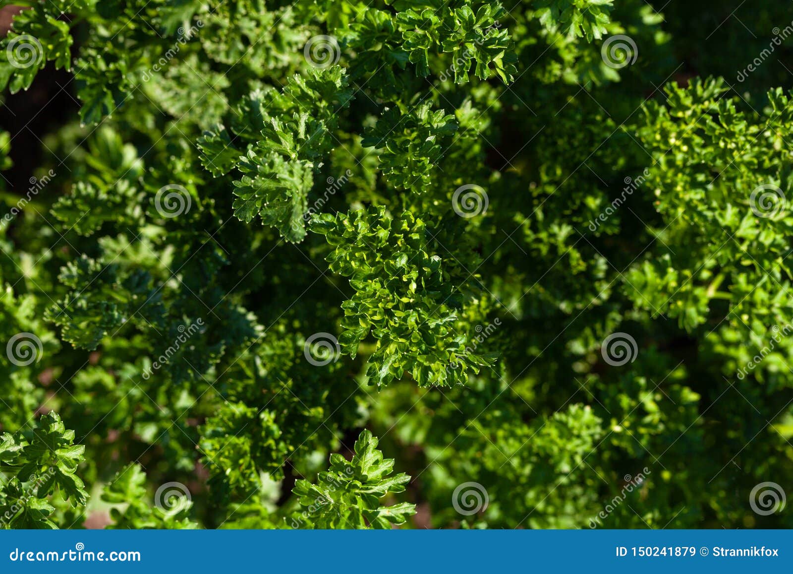 Parsley Grows in the Garden in the Garden. First Spring Harvest ...