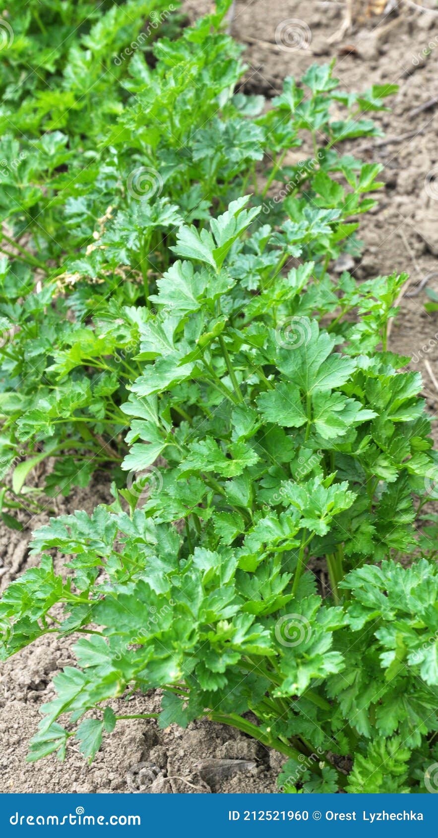 Parsley Grows in Open Ground Stock Photo - Image of farm, herb: 212521960