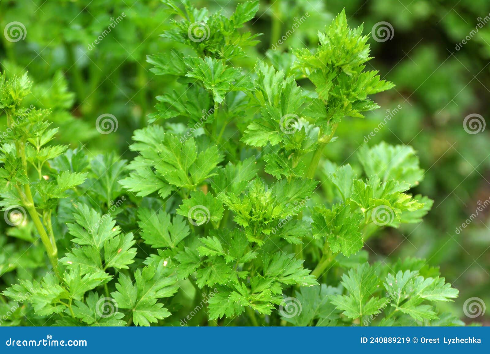 Parsley Grows in Open Ground Stock Image - Image of freshness ...
