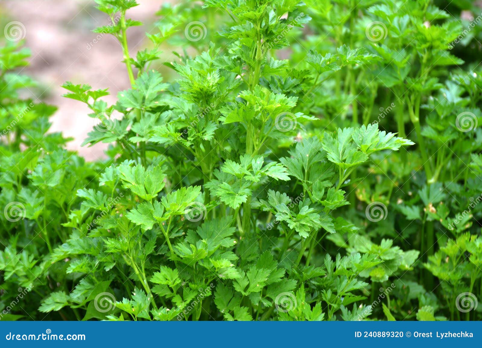 Parsley Grows in Open Ground Stock Photo - Image of land, cuisine ...