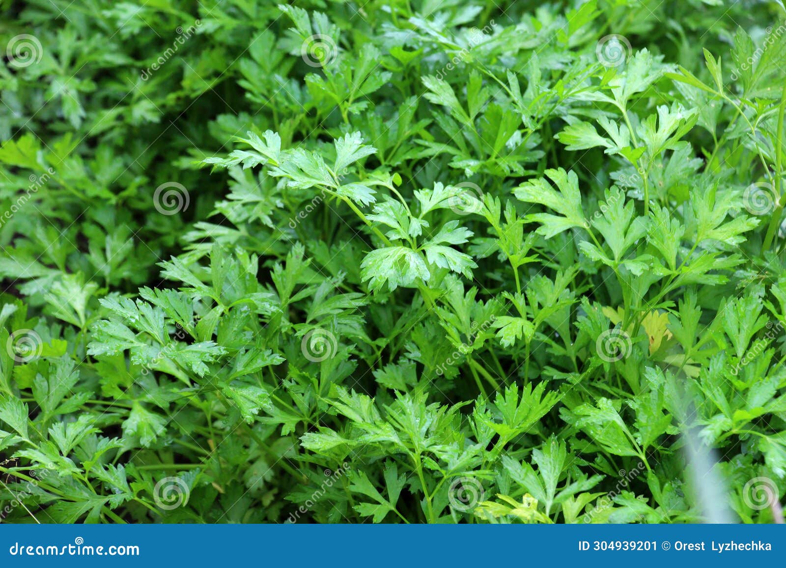 Parsley Grows in Open Ground Stock Image - Image of soil, organic ...