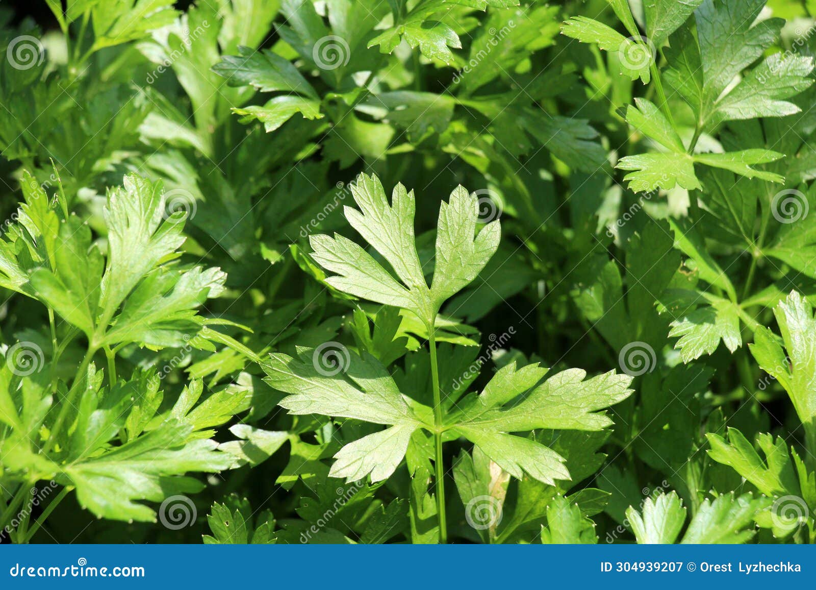 Parsley Grows in Open Ground Stock Image - Image of healthy, freshness ...