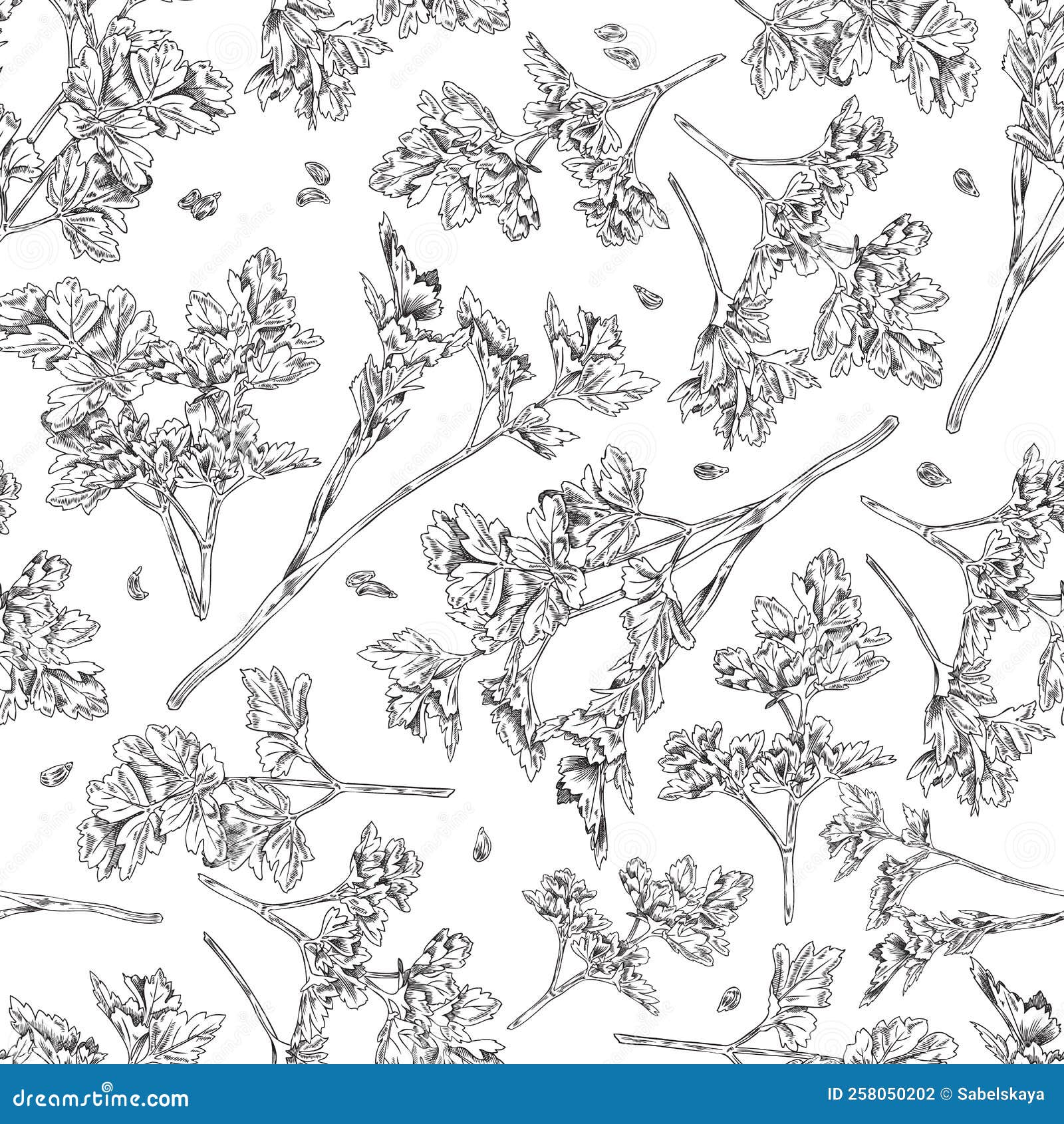 Parsley Herb Botanical Seamless Pattern Texture Sketch Vector ...