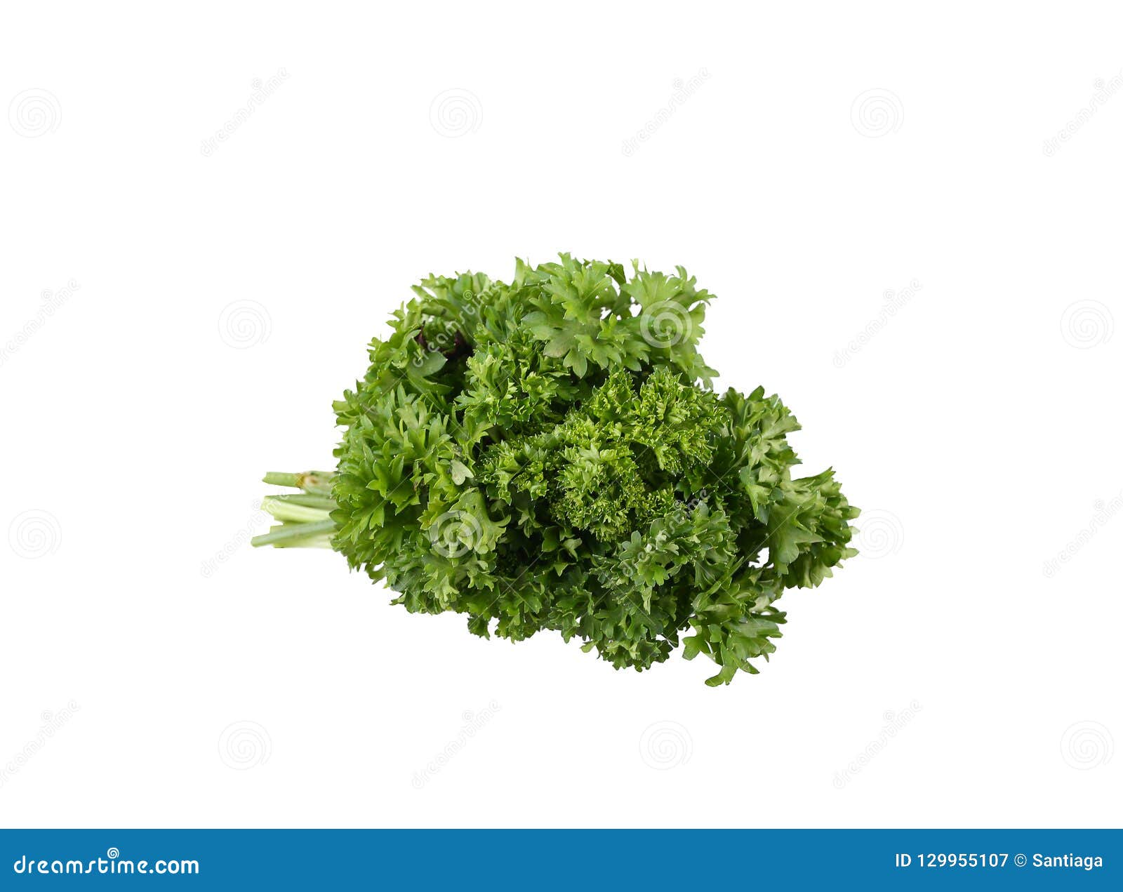 Parsley on White Background Stock Image - Image of green, garnish ...