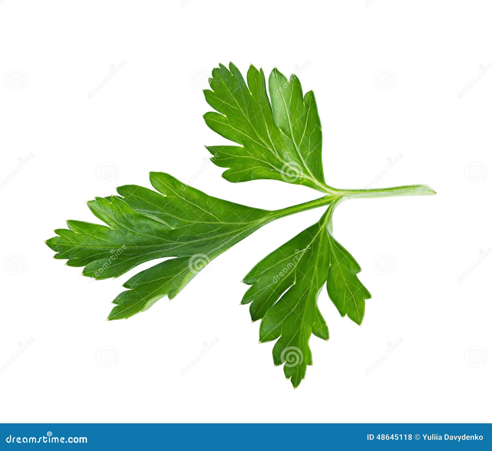 Parsley Isolated on a White Stock Photo - Image of closeup, macro: 48645118