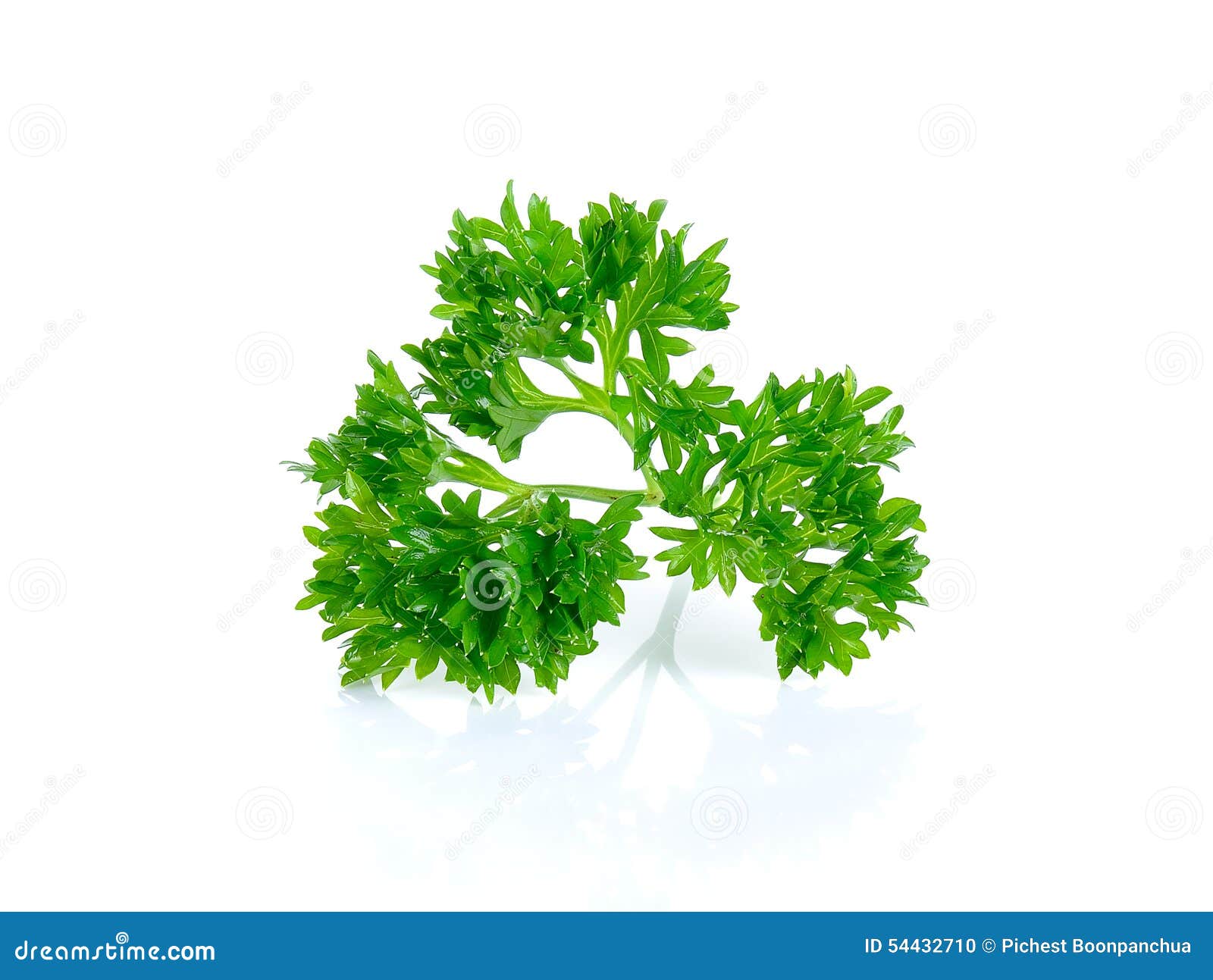 Parsley Isolated on the White Background Stock Photo - Image of macro ...