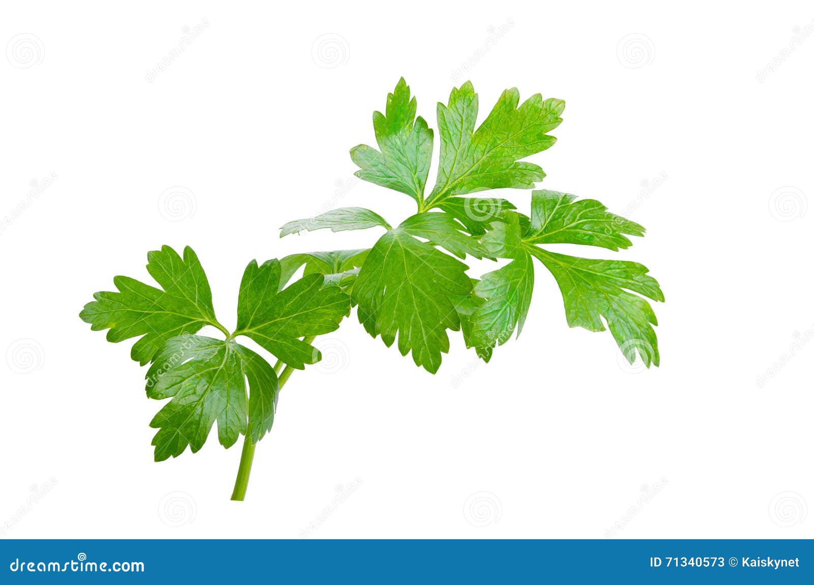 Parsley Isolated on a White Background Stock Image - Image of nutrition ...