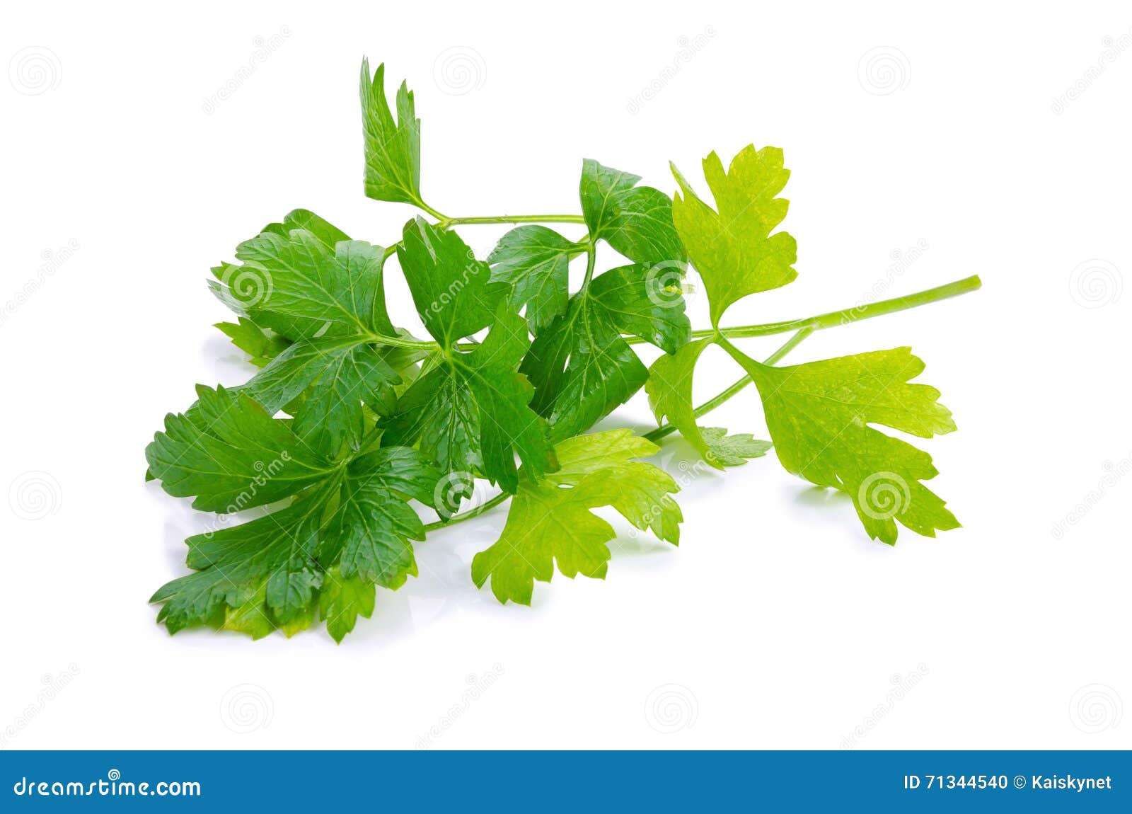 Parsley Isolated on a White Background Stock Photo - Image of garnish ...