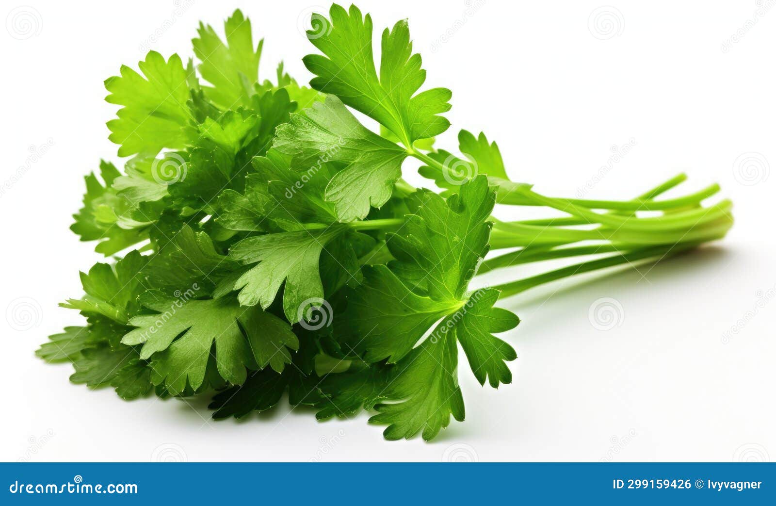 Parsley Isolated on White Background, Fresh Parsley Close Up Stock ...