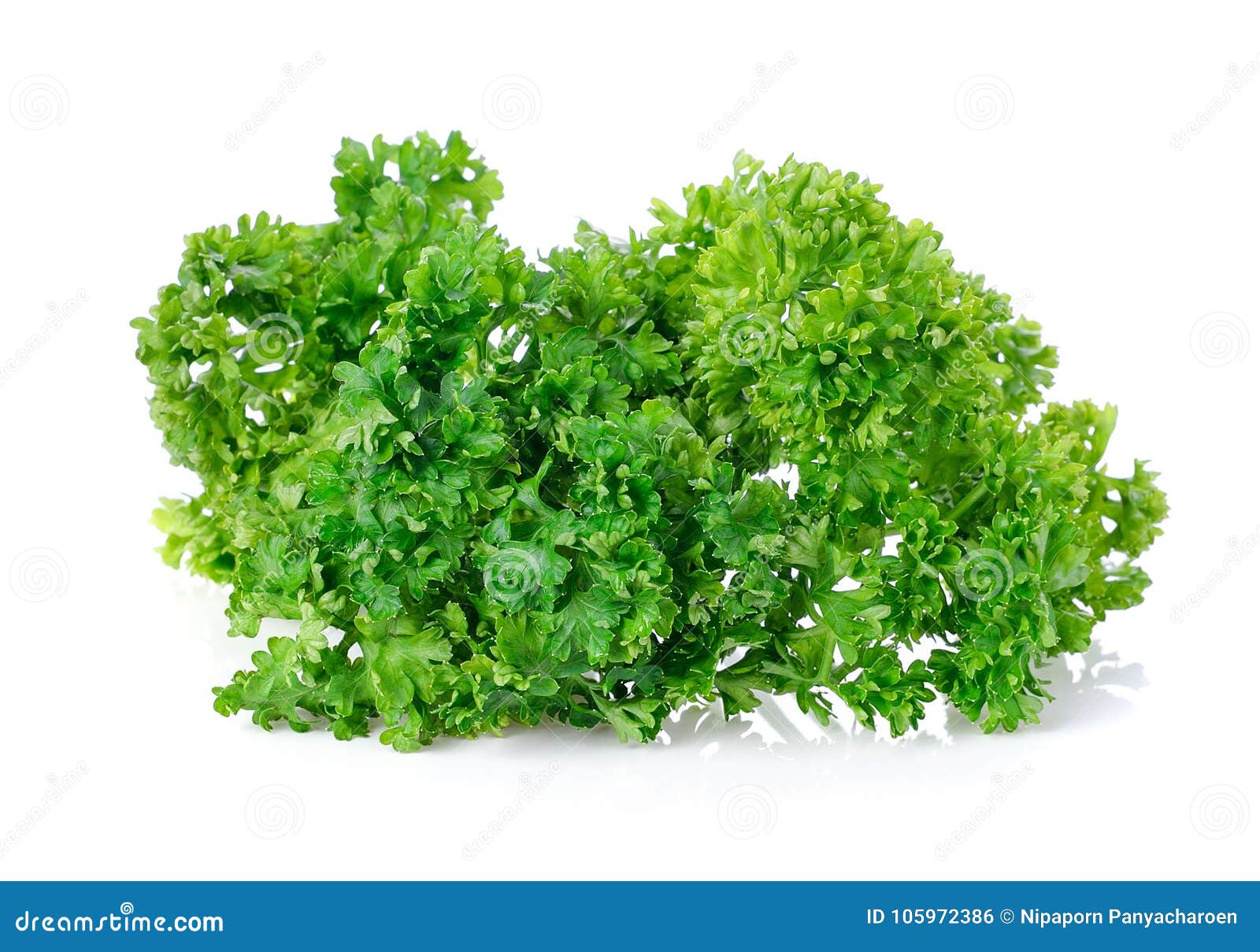 Parsley Isolated on a White Background Stock Photo - Image of nutrition ...