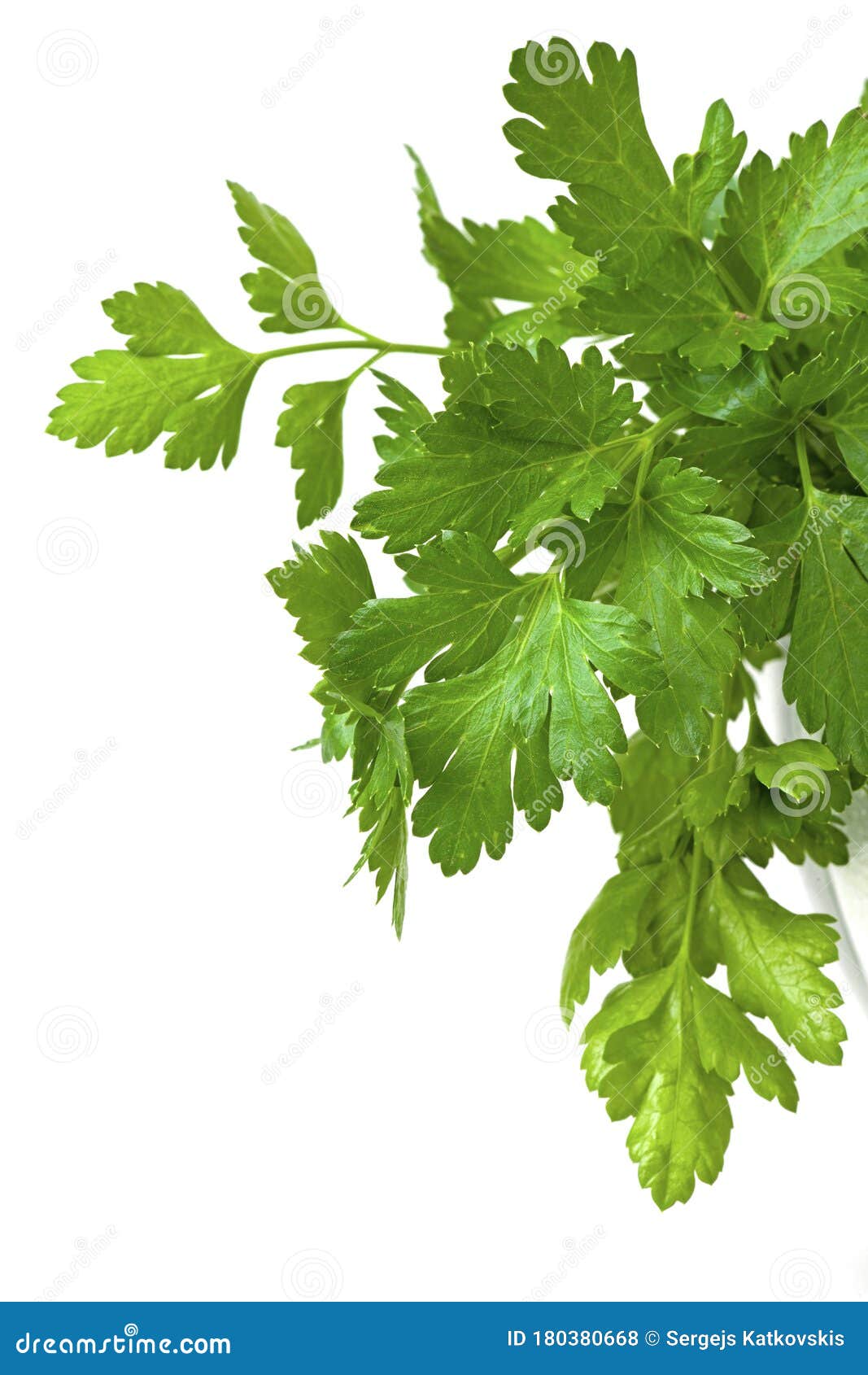 Parsley Isolated on White Background Stock Photo - Image of parsley ...