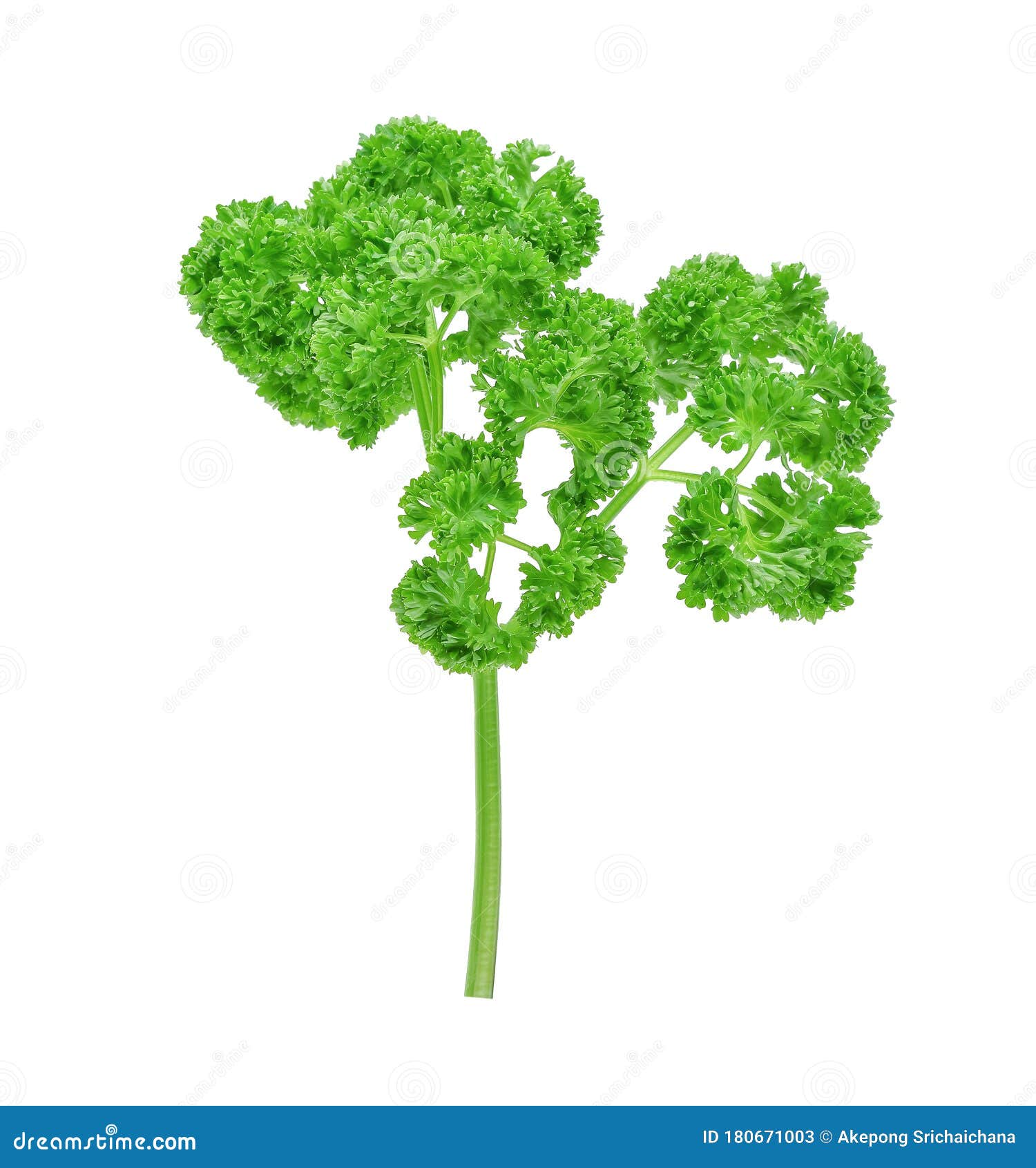 Parsley Isolated on White Background Stock Image - Image of closeup ...
