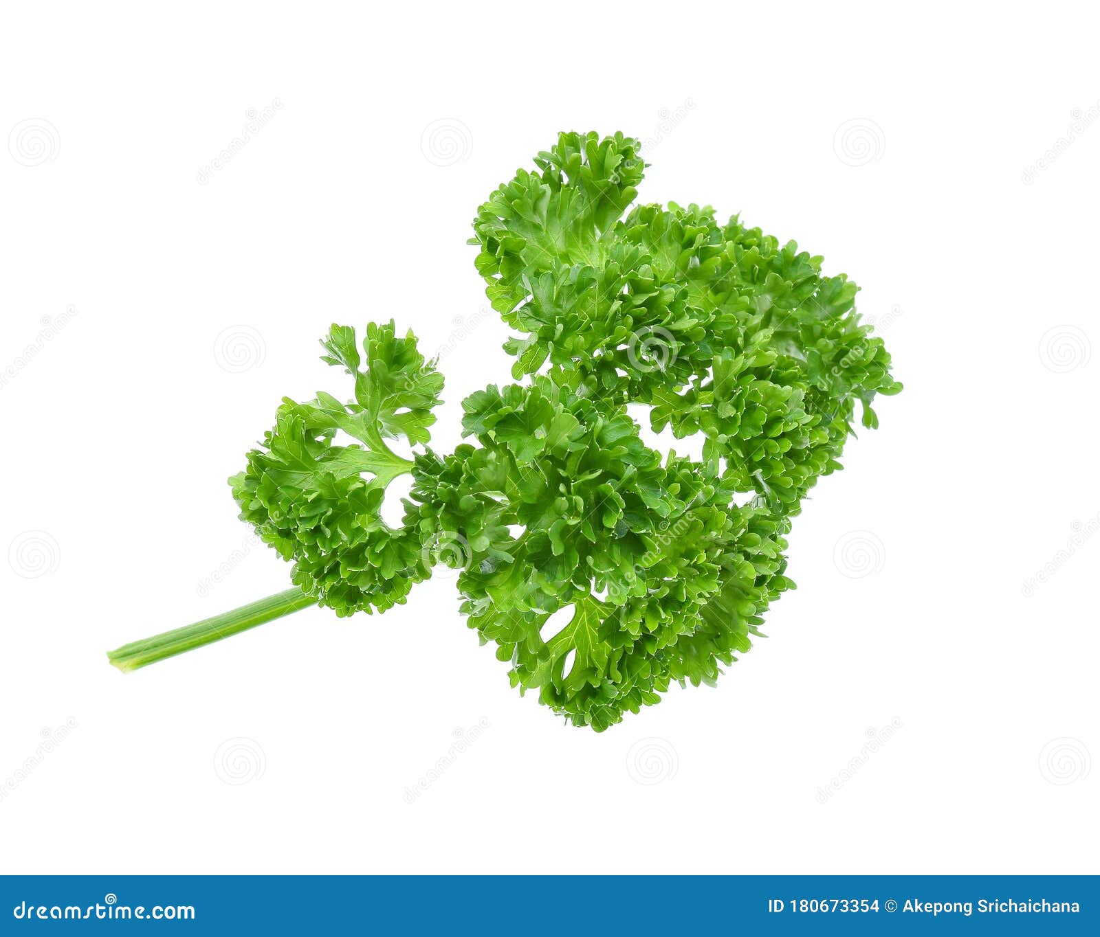 Parsley Isolated on White Background Stock Photo - Image of ingredient ...