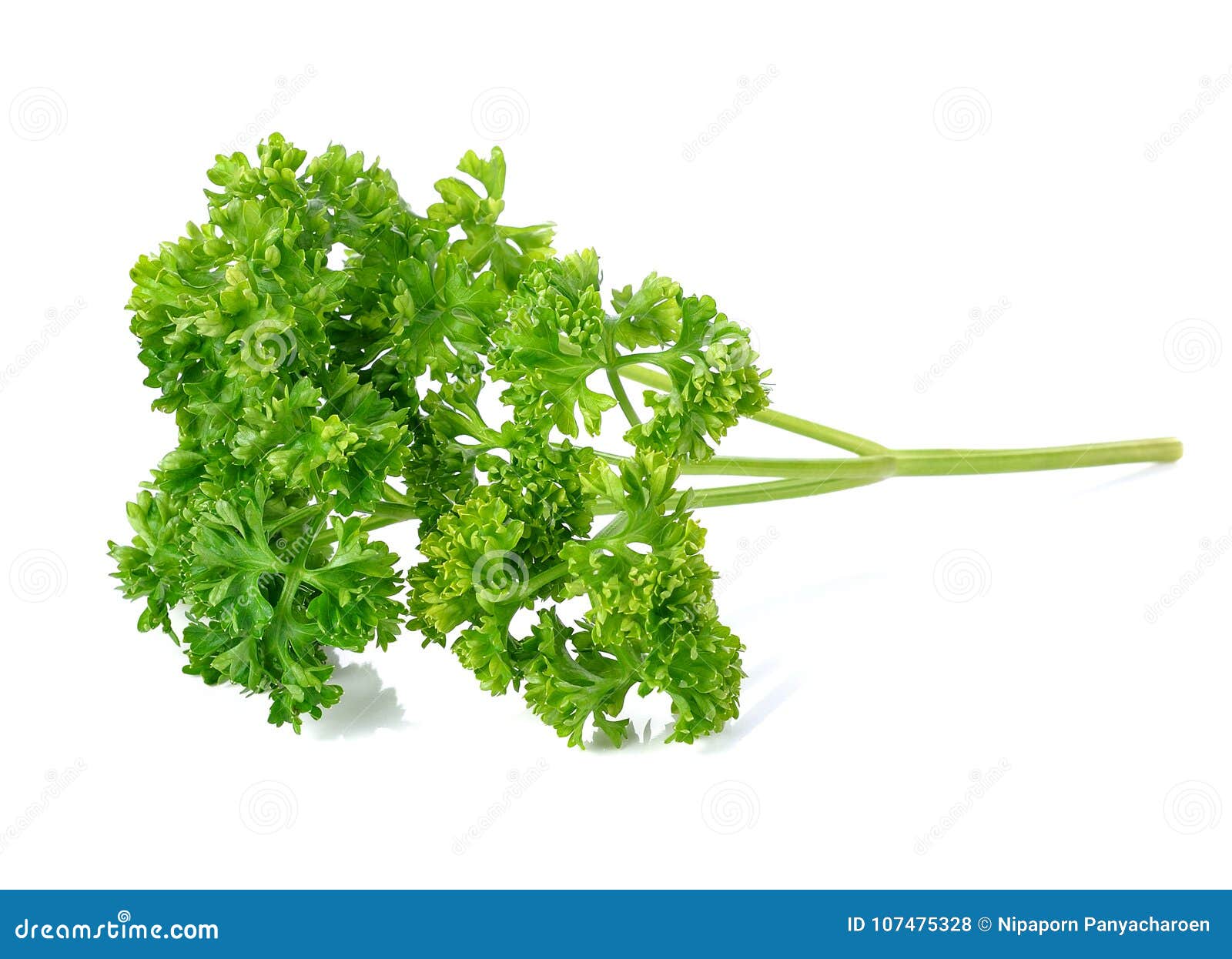 Parsley Isolated on a White Stock Photo - Image of vegetarian, closeup ...